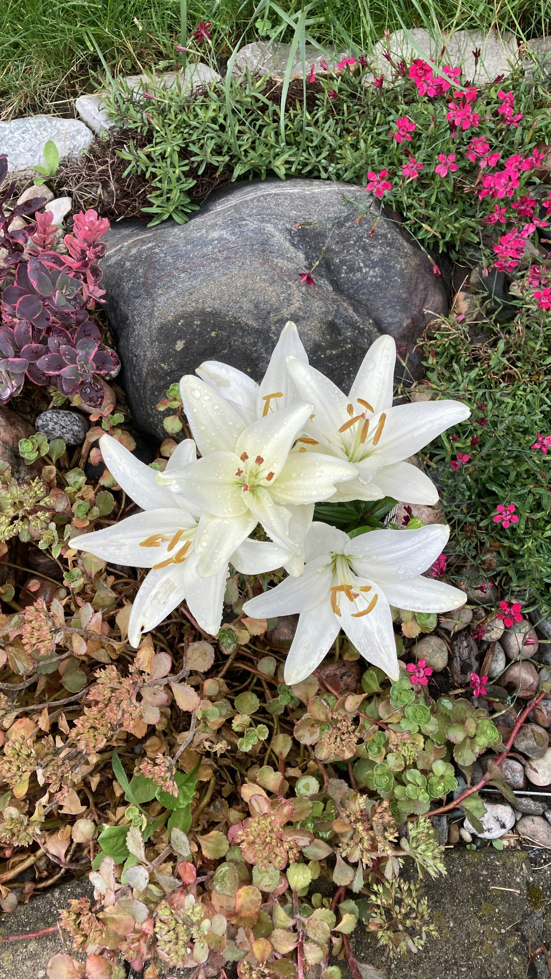 White lilies bloom gracefully among vibrant pink flowers and lush greenery in a garden setting.