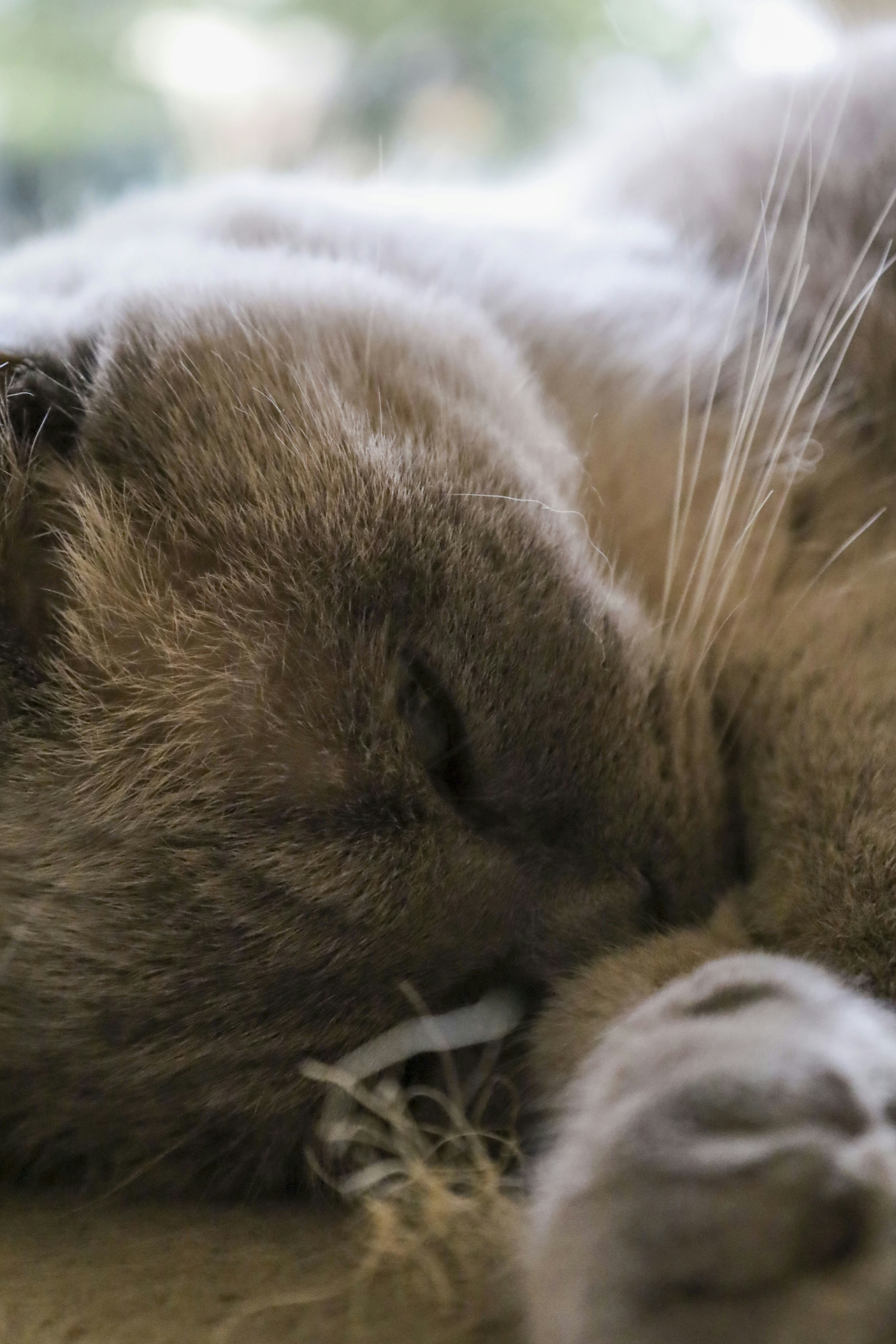 Velvet Slumber: Close-Up of a Dreaming Cat