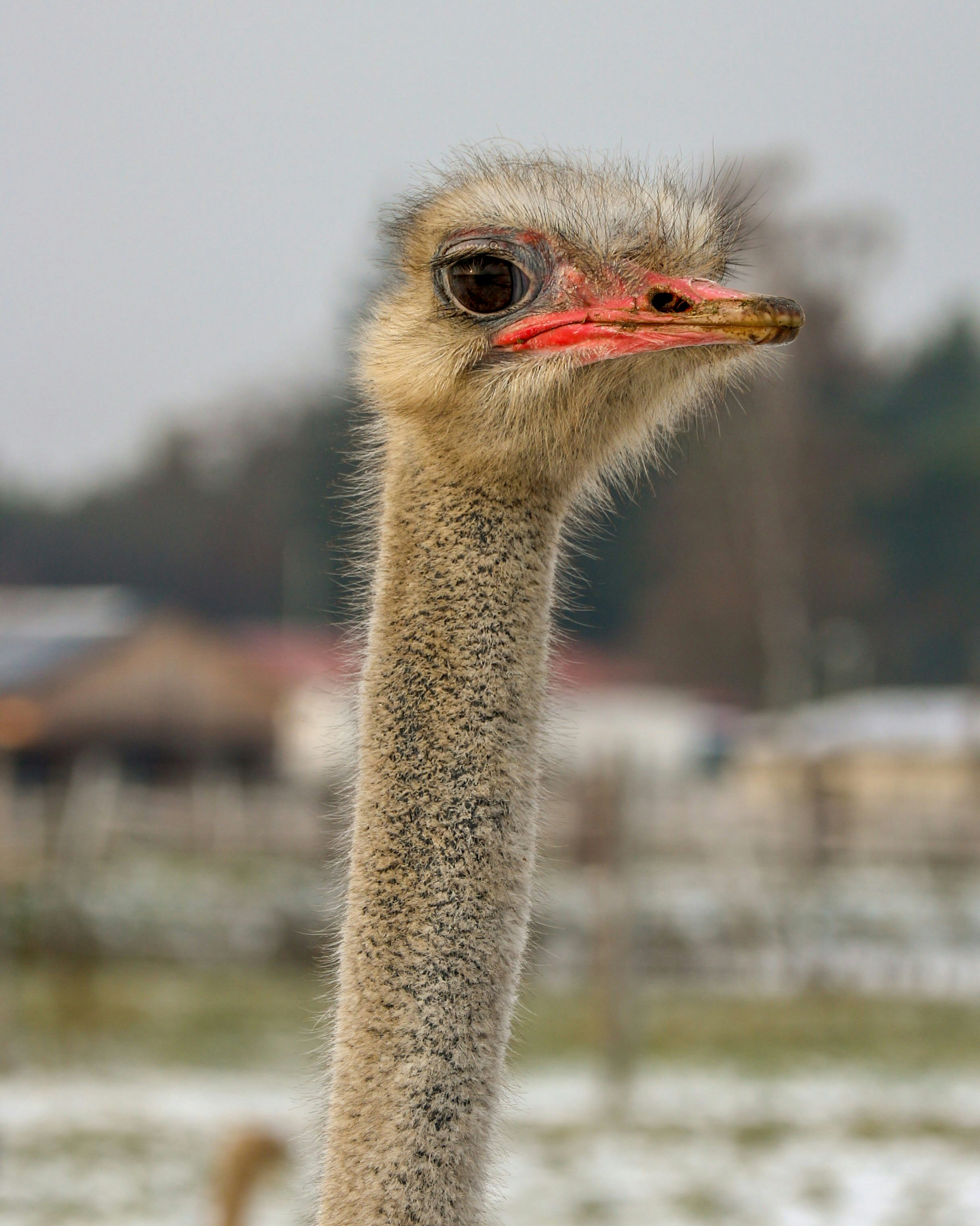 Gaze at the Edge: An Ostrich Portrait in Soft Focus