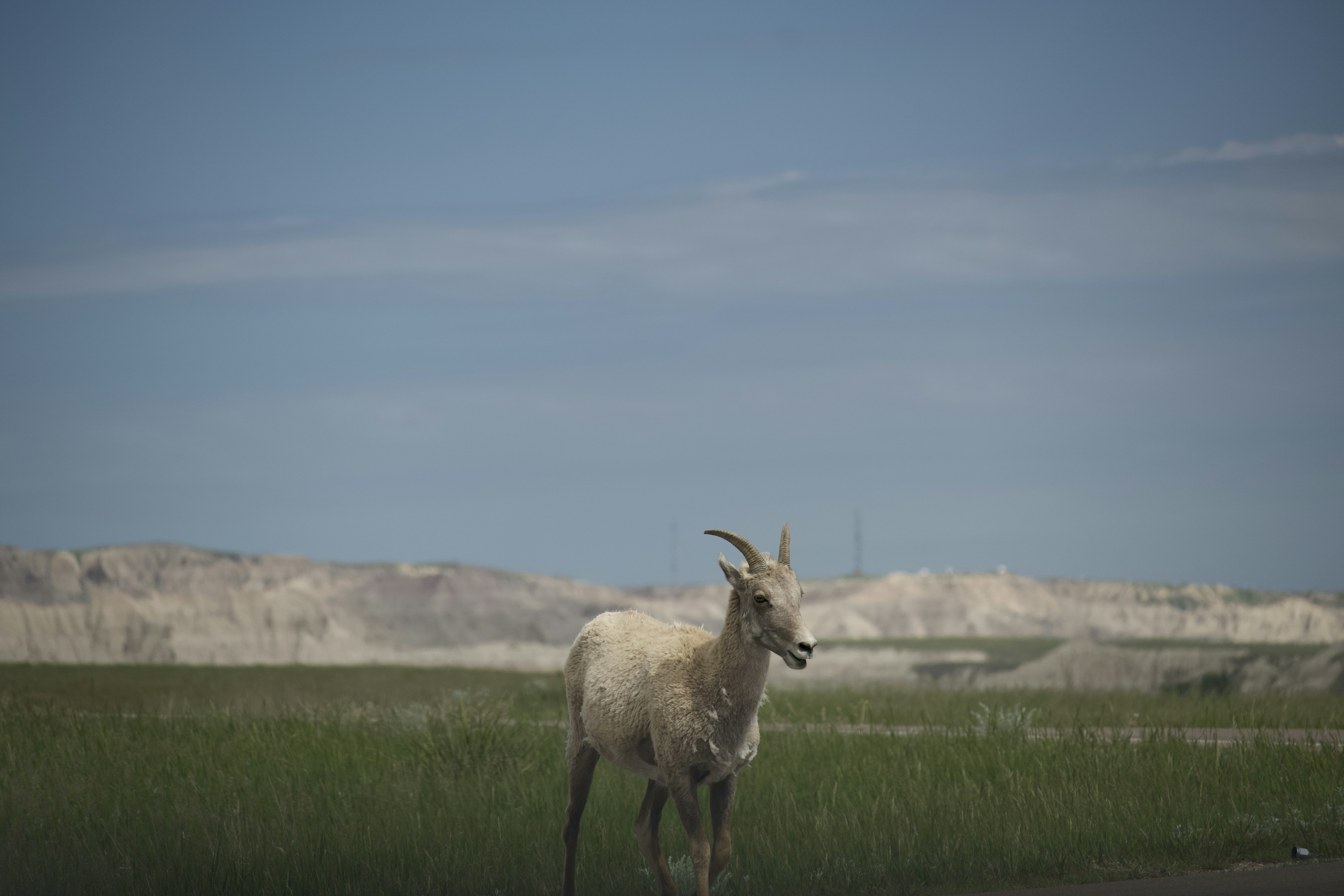 Lone Ibex Guards the Grassland Edge Beneath a Wide Blue Sky