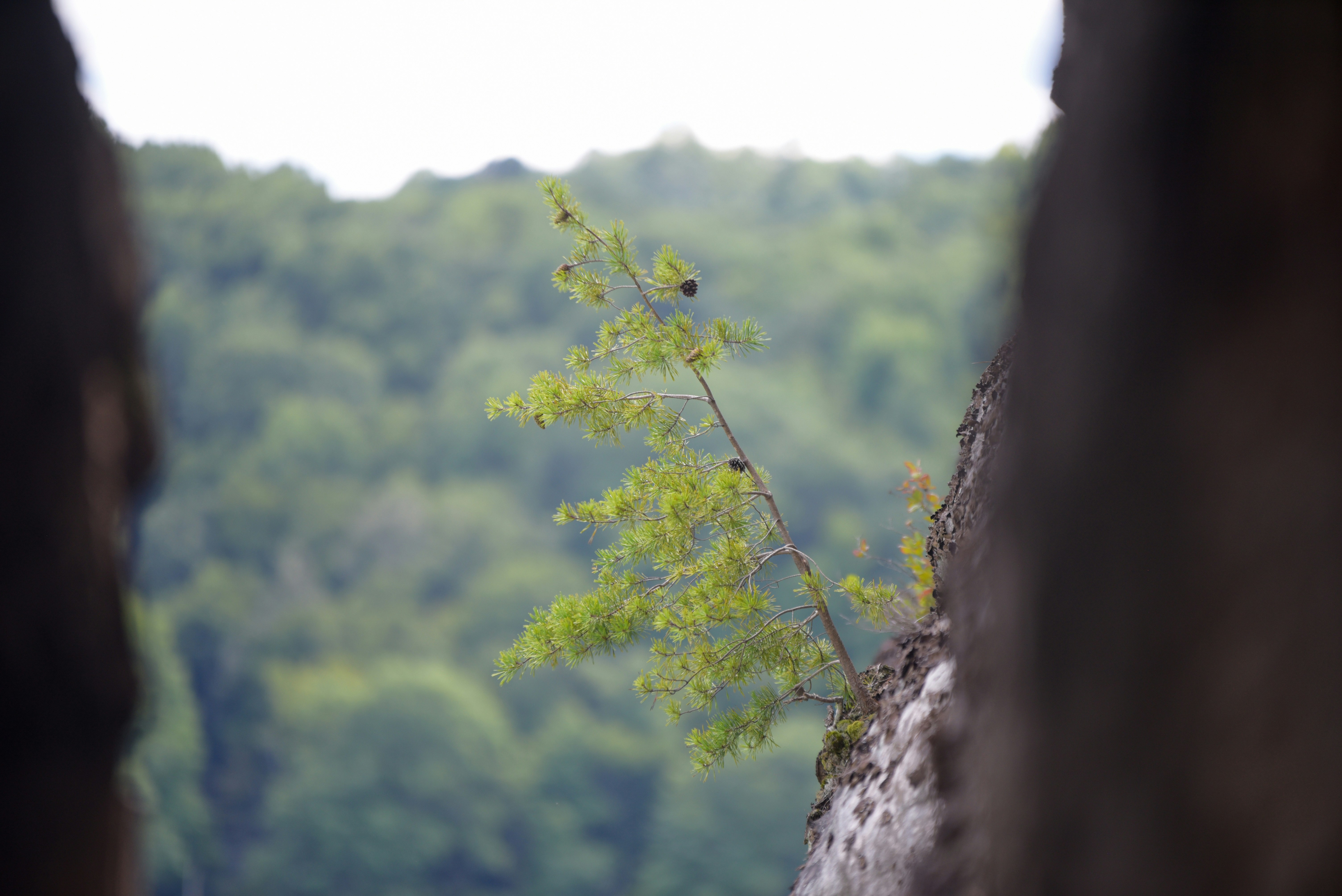 A lone sapling clings to a rocky ledge with a blurred forest backdrop