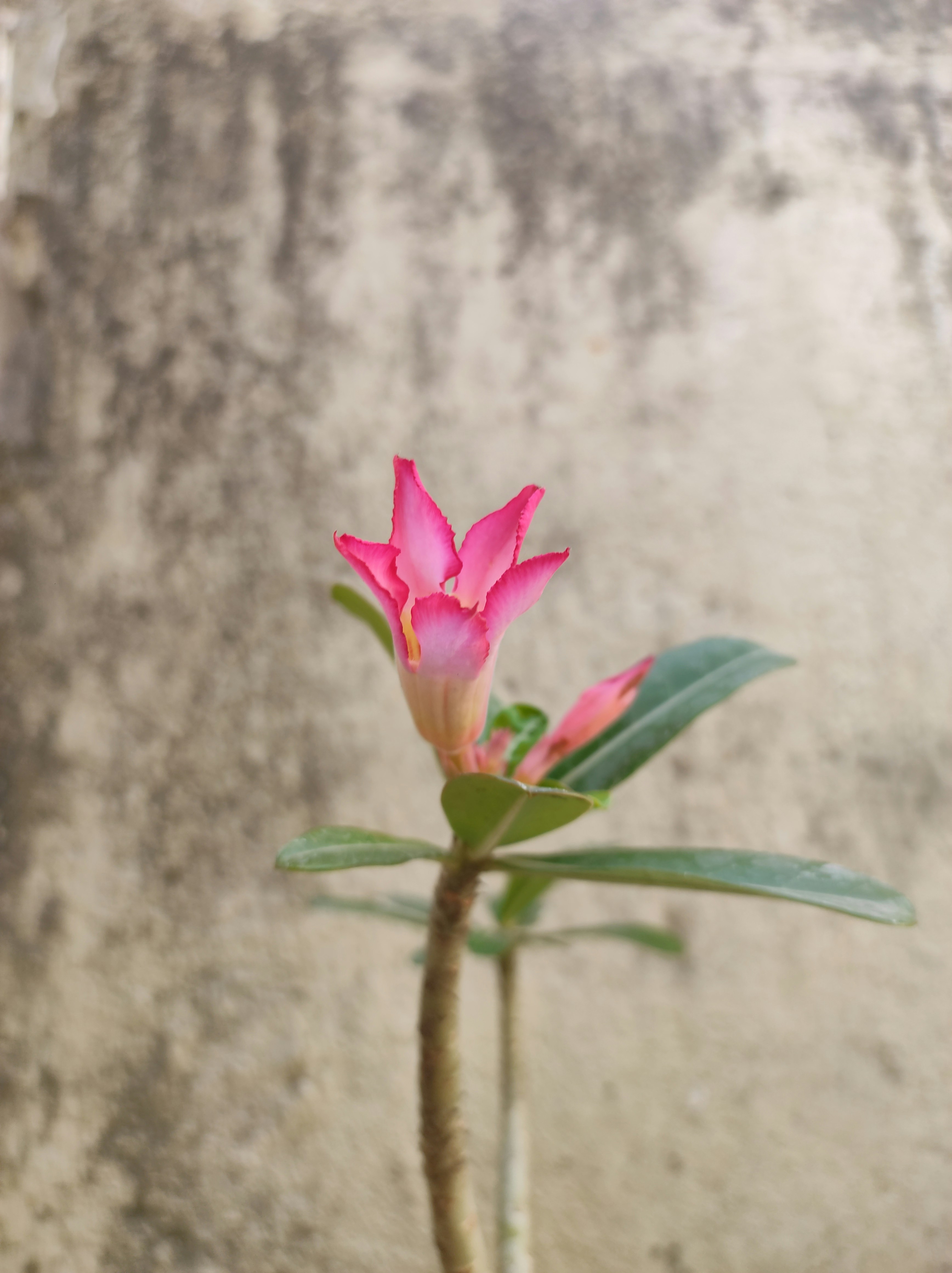 Pink Bud Rising Against a Textured Wall