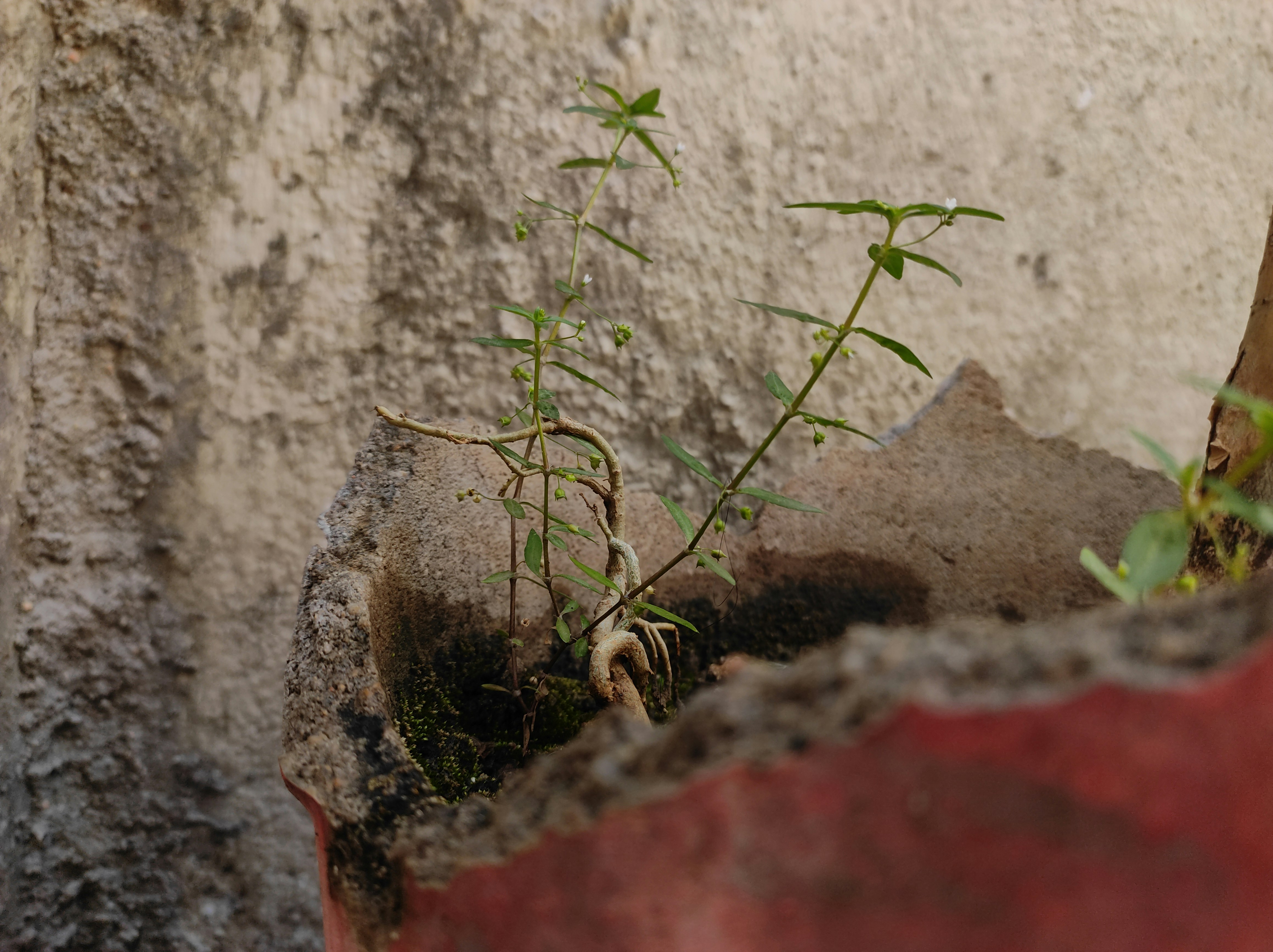 A delicate green plant emerges from a cracked, weathered pot, showcasing nature's ability to thrive in unexpected places.