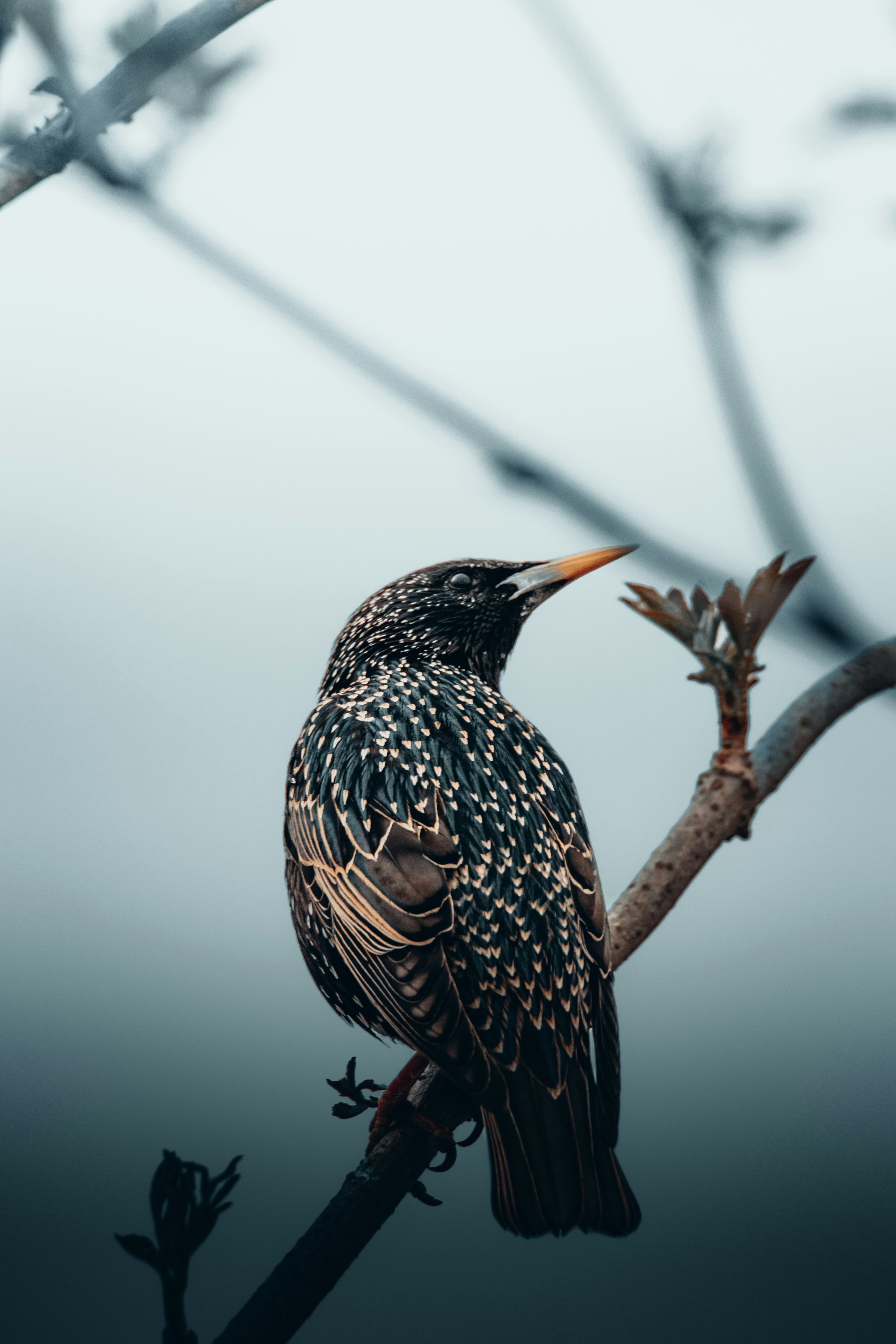 Iridescent Starling on a Quiet Dusk Perch