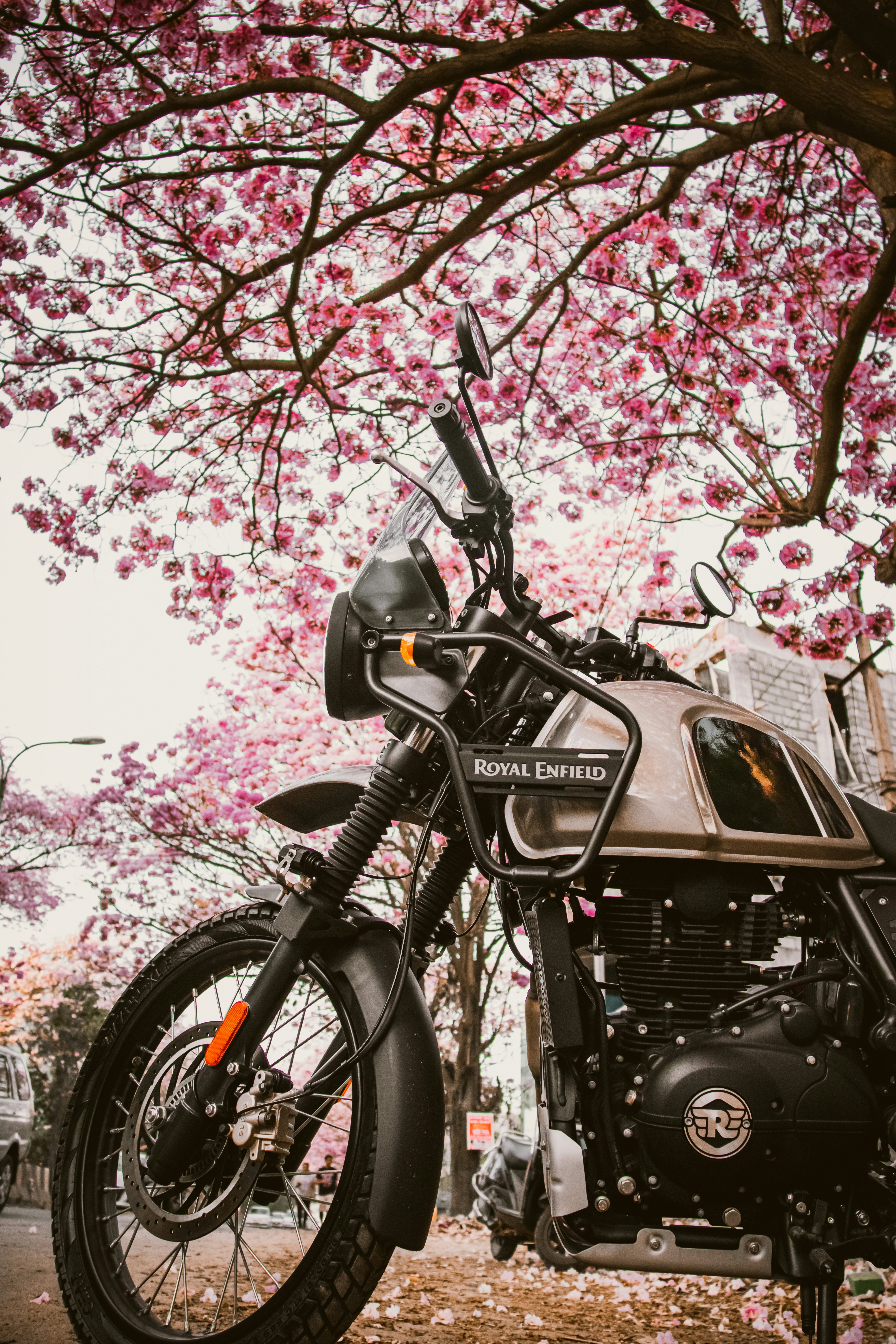 Royal Enfield motorcycle parked beneath a vibrant canopy of blooming pink flowers. The scene captures the harmony between machinery and nature.