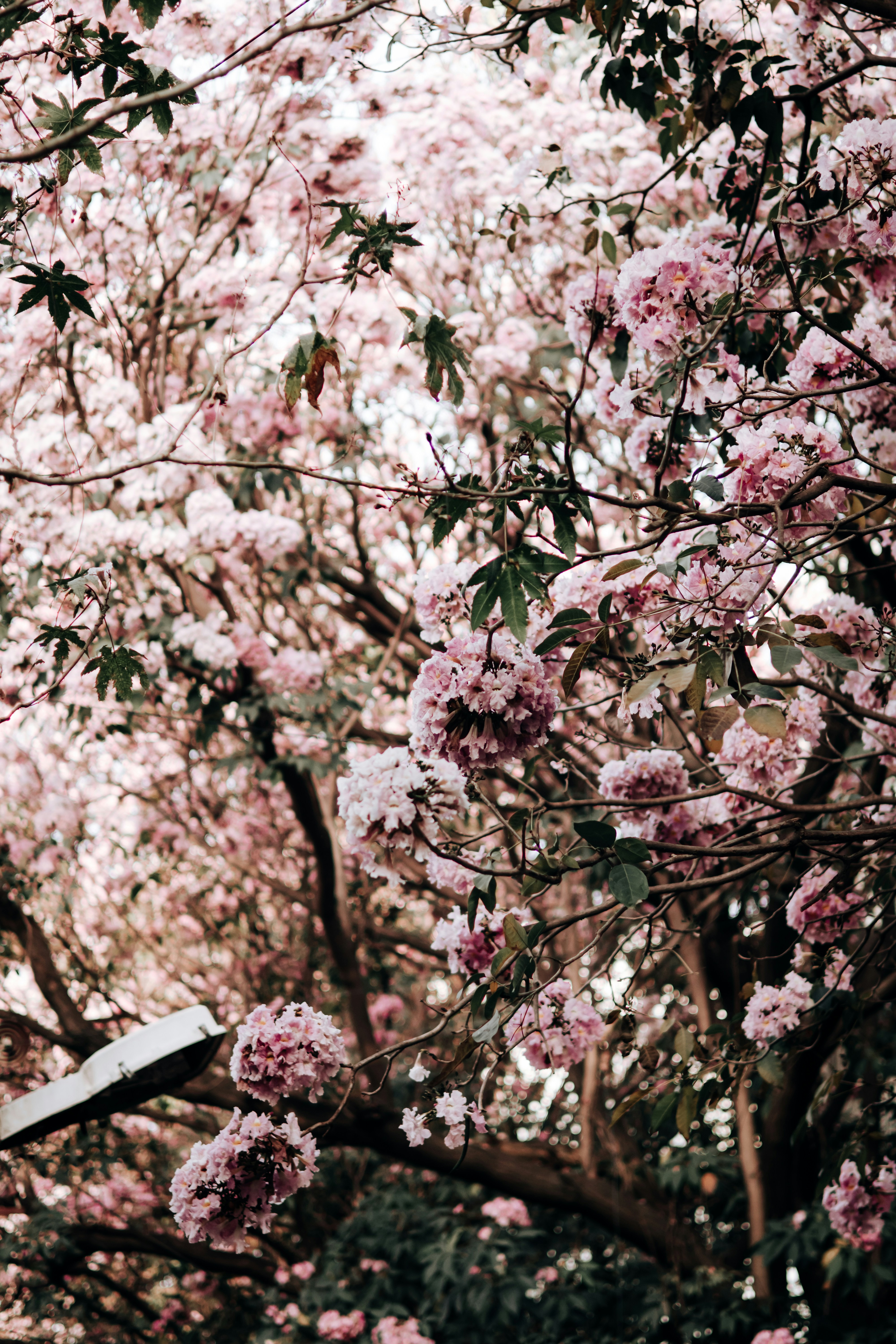 Blossoming tree in spring.