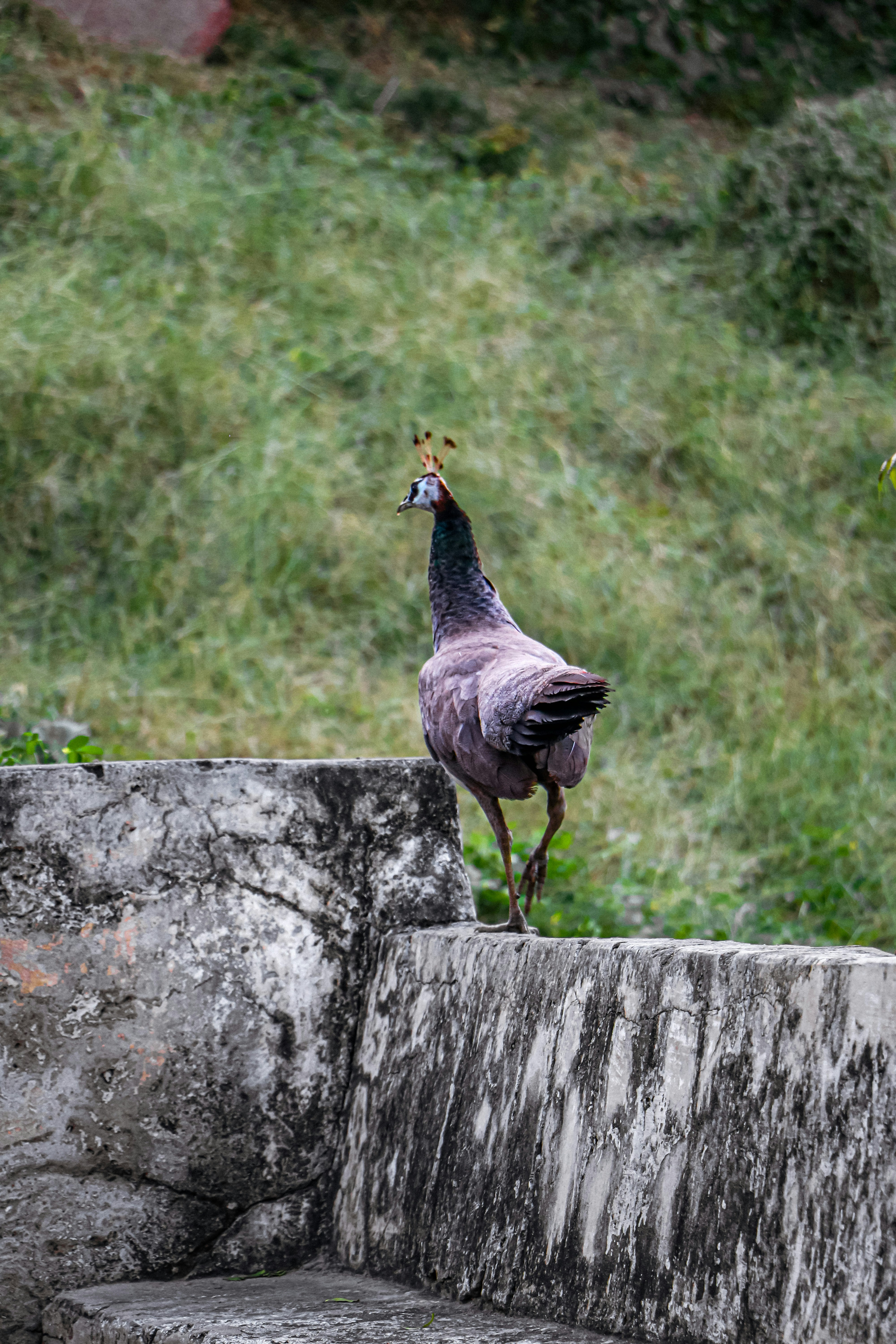Perched on a Weathered Wall: A Peahen Surveying a Verdant Backdrop