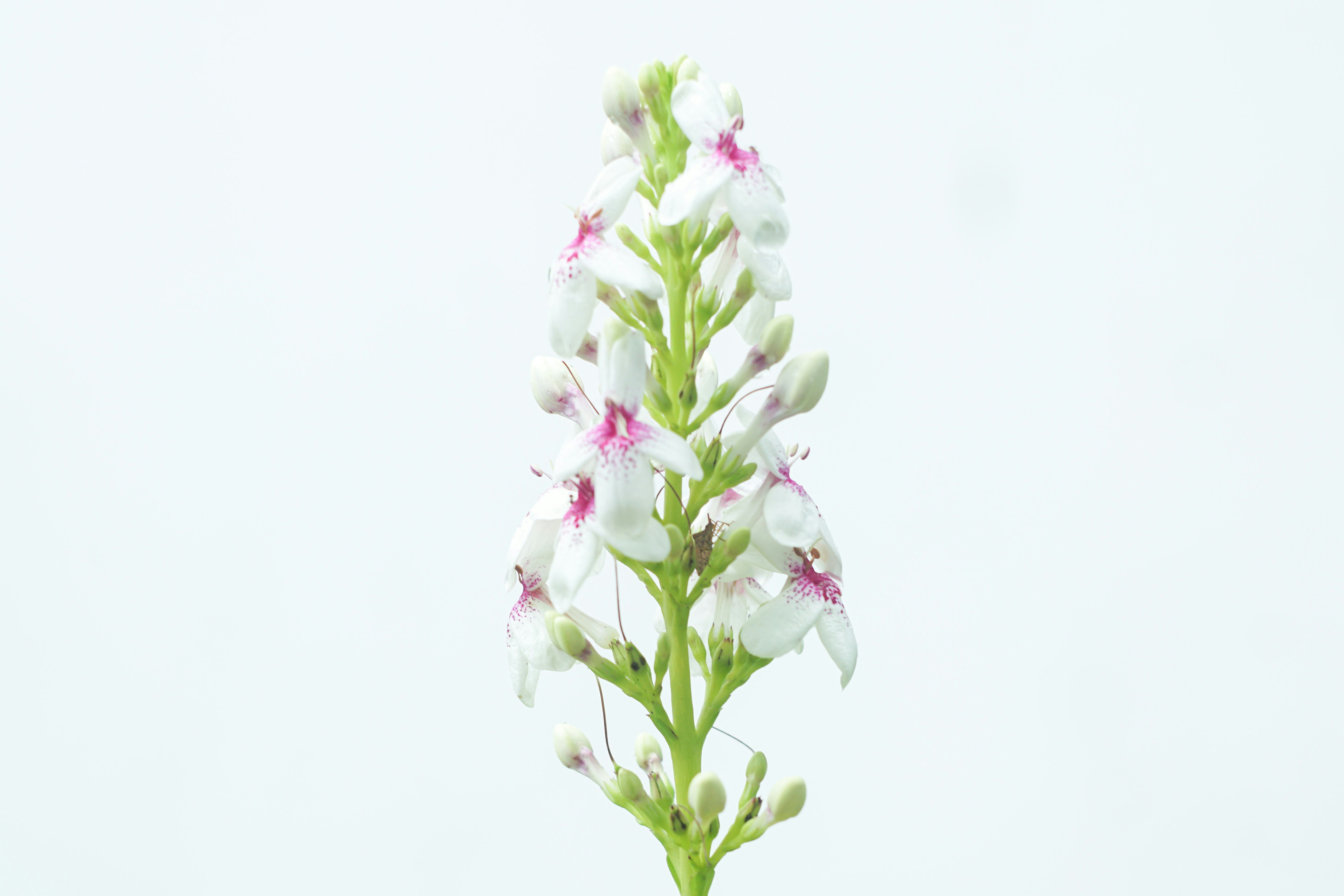 White flowers bloom on a white background