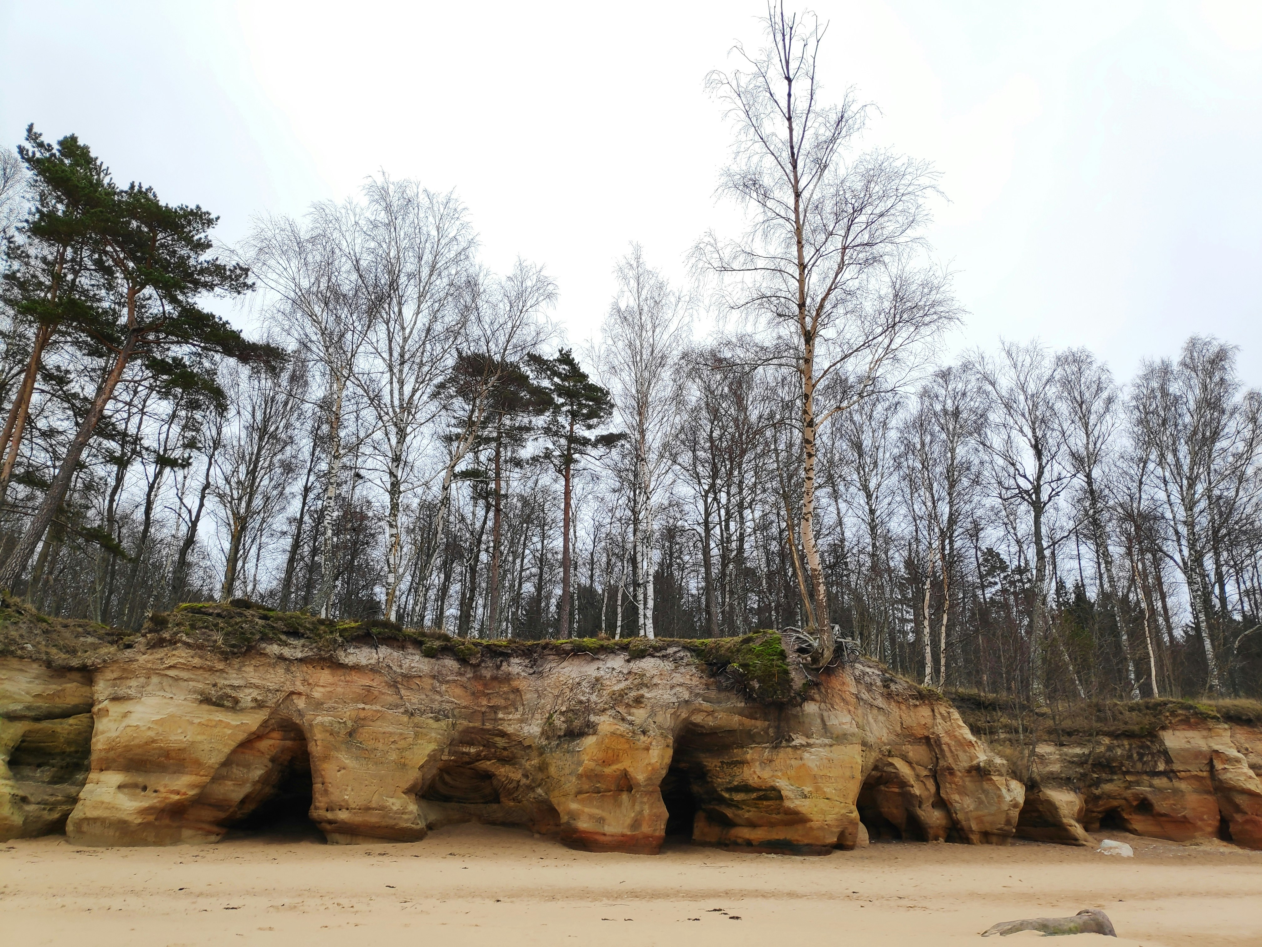 Rugged Cliffline Backdrop Between Quiet Pines