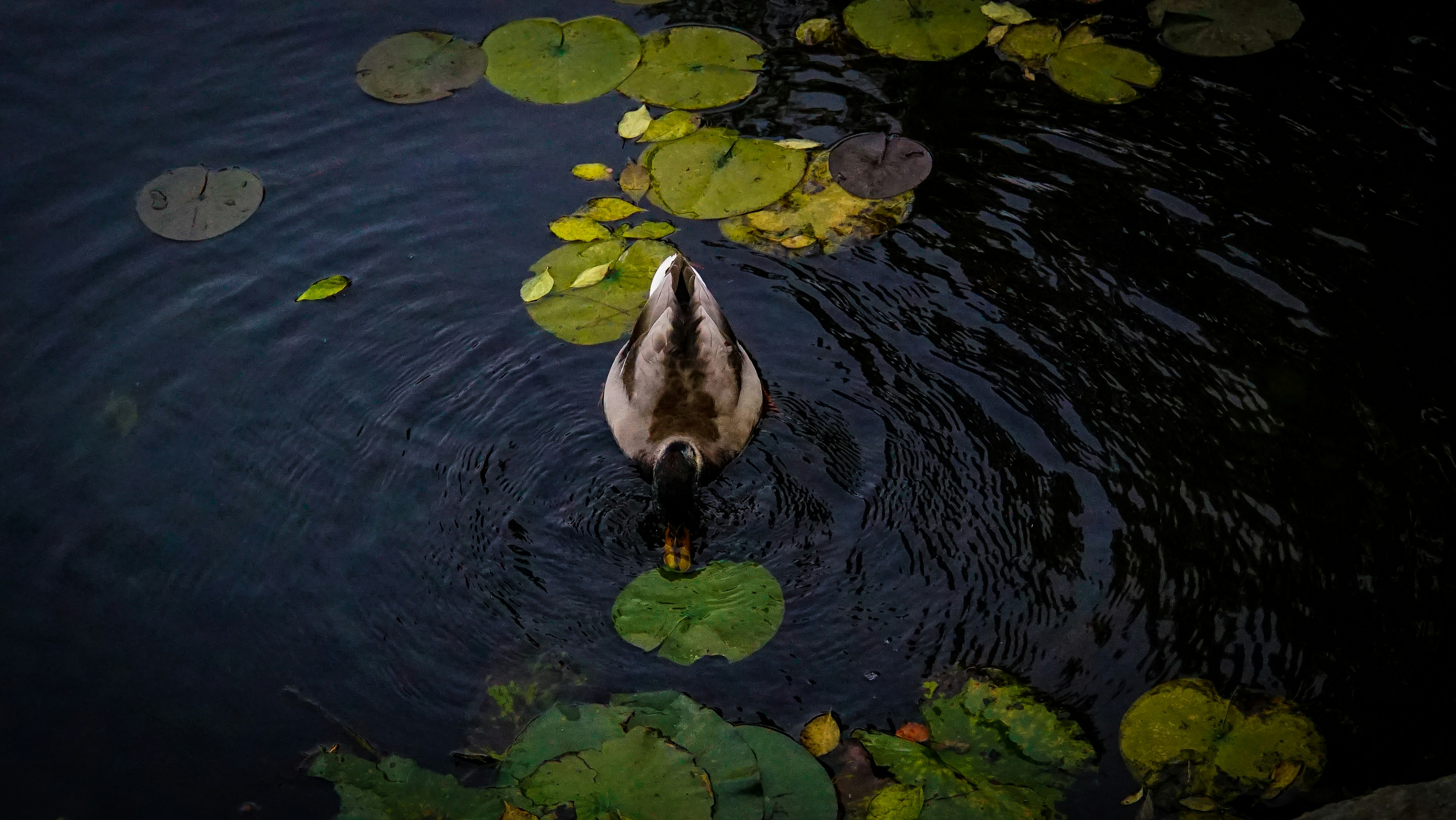A duck floating on top of a body of water surrounded by lily pads photo ...