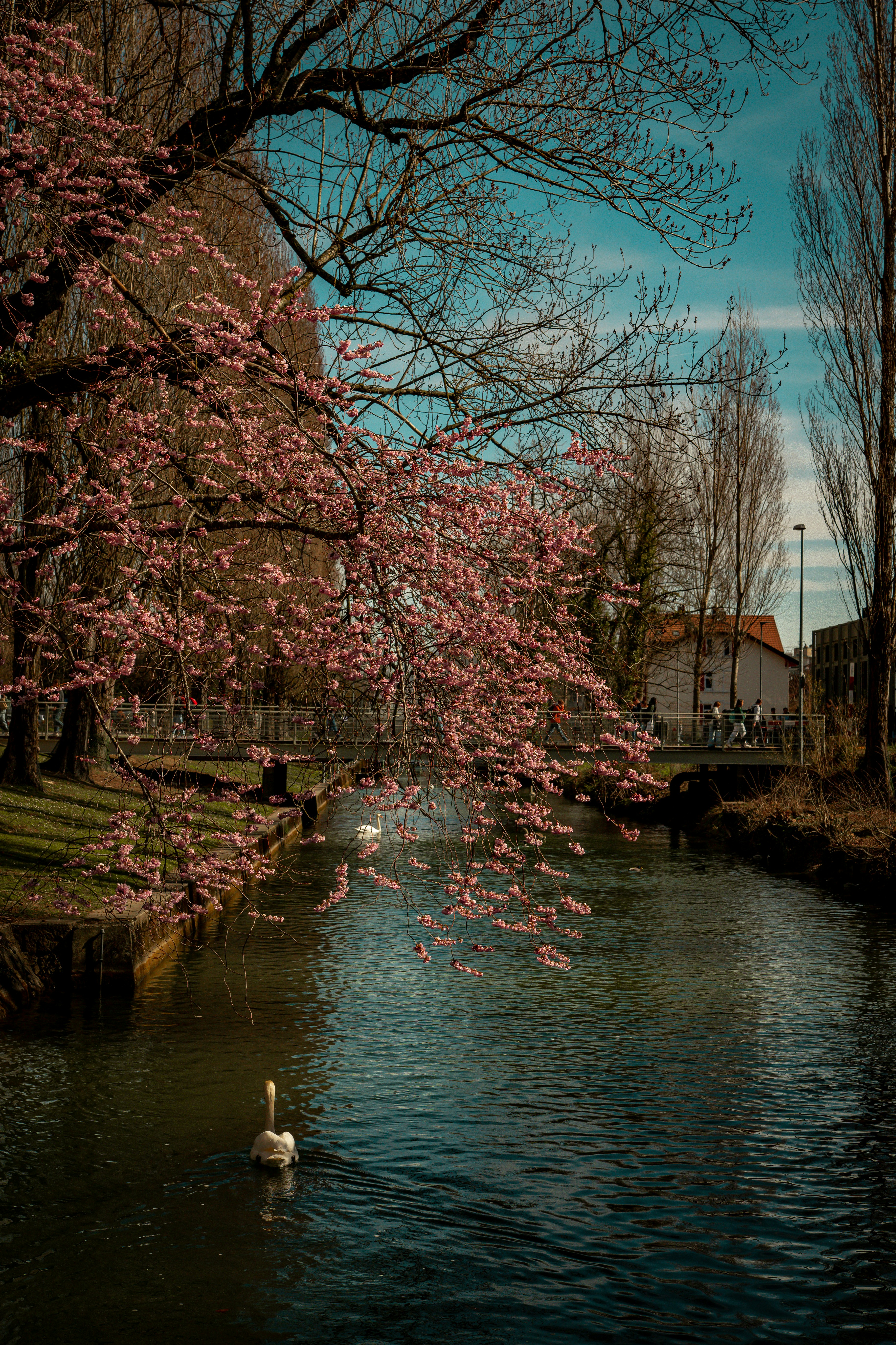 a swan swimming in a river next to a tree