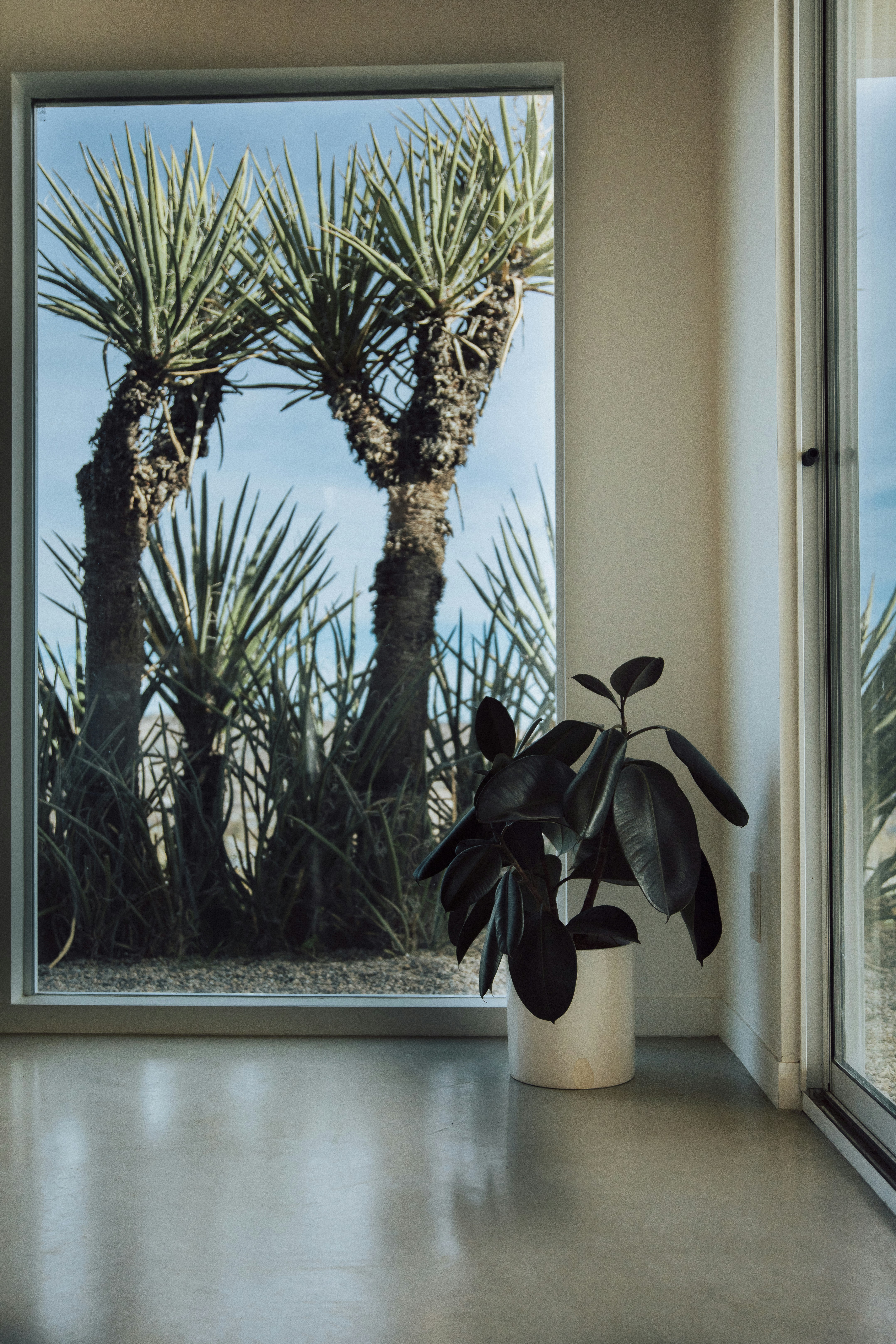 A potted plant sitting in front of a window photo – Free Joshua tree ...