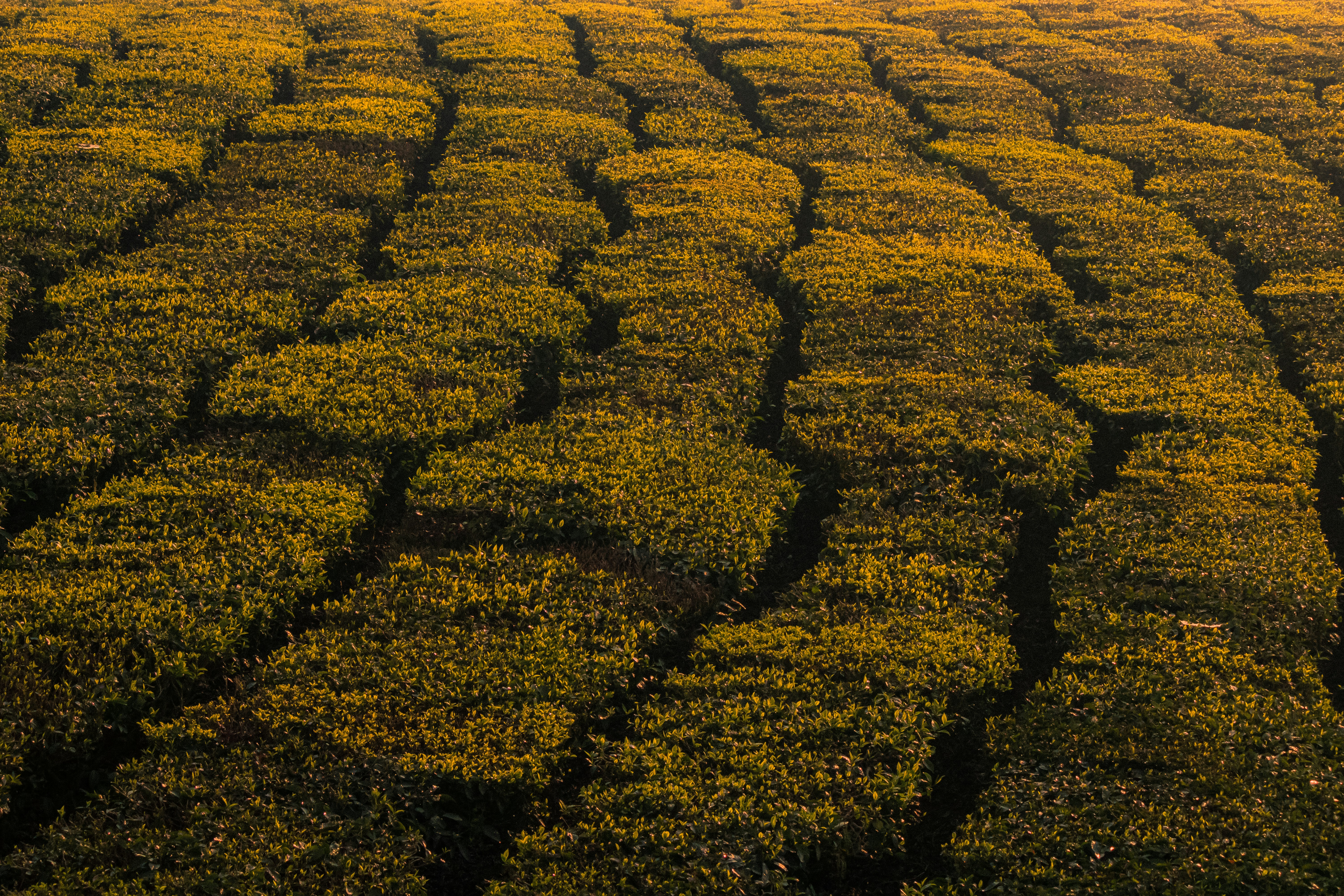 Sunlit Canola Ribbons Across a Golden Field