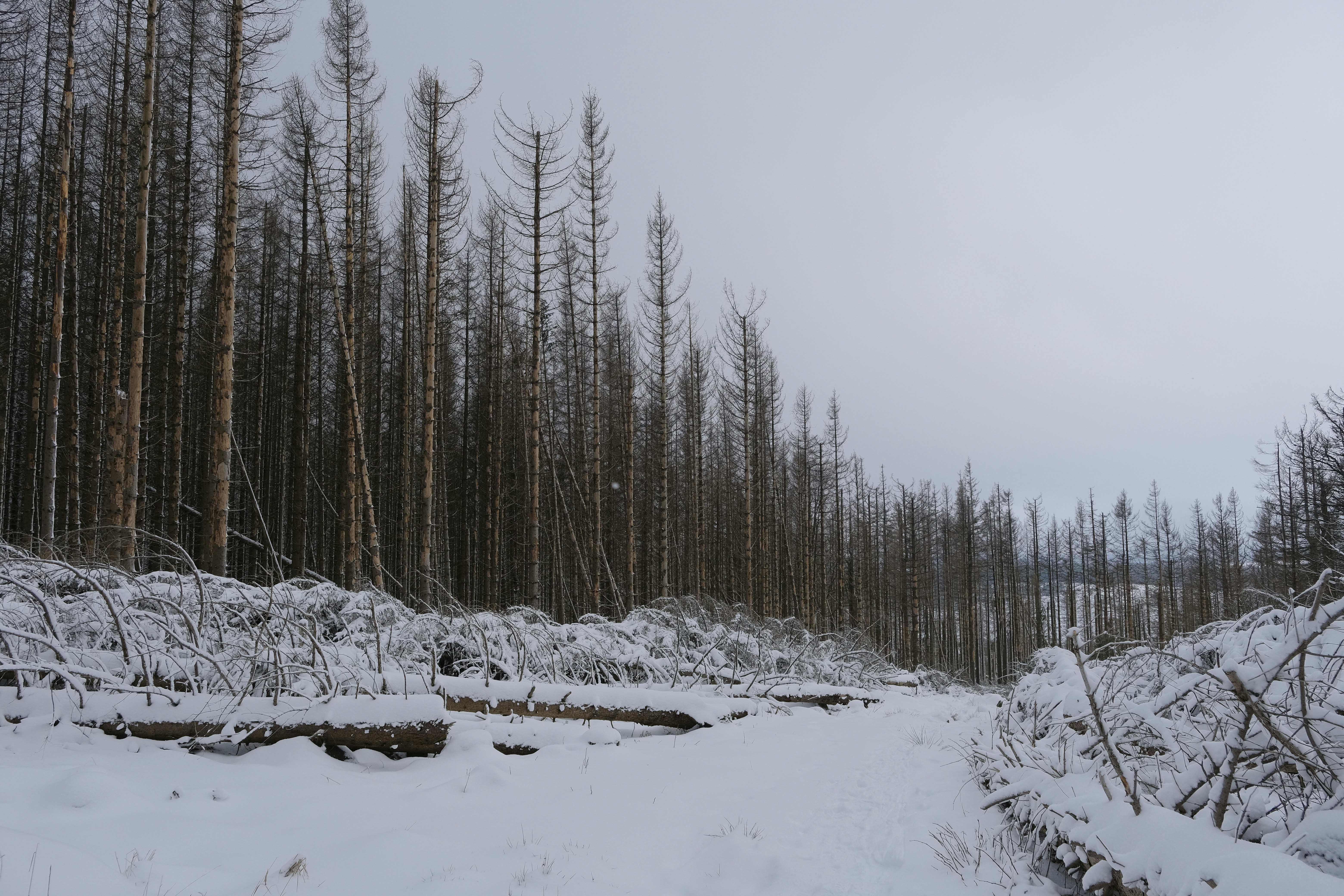 Silent Symphony of Snow and Trees