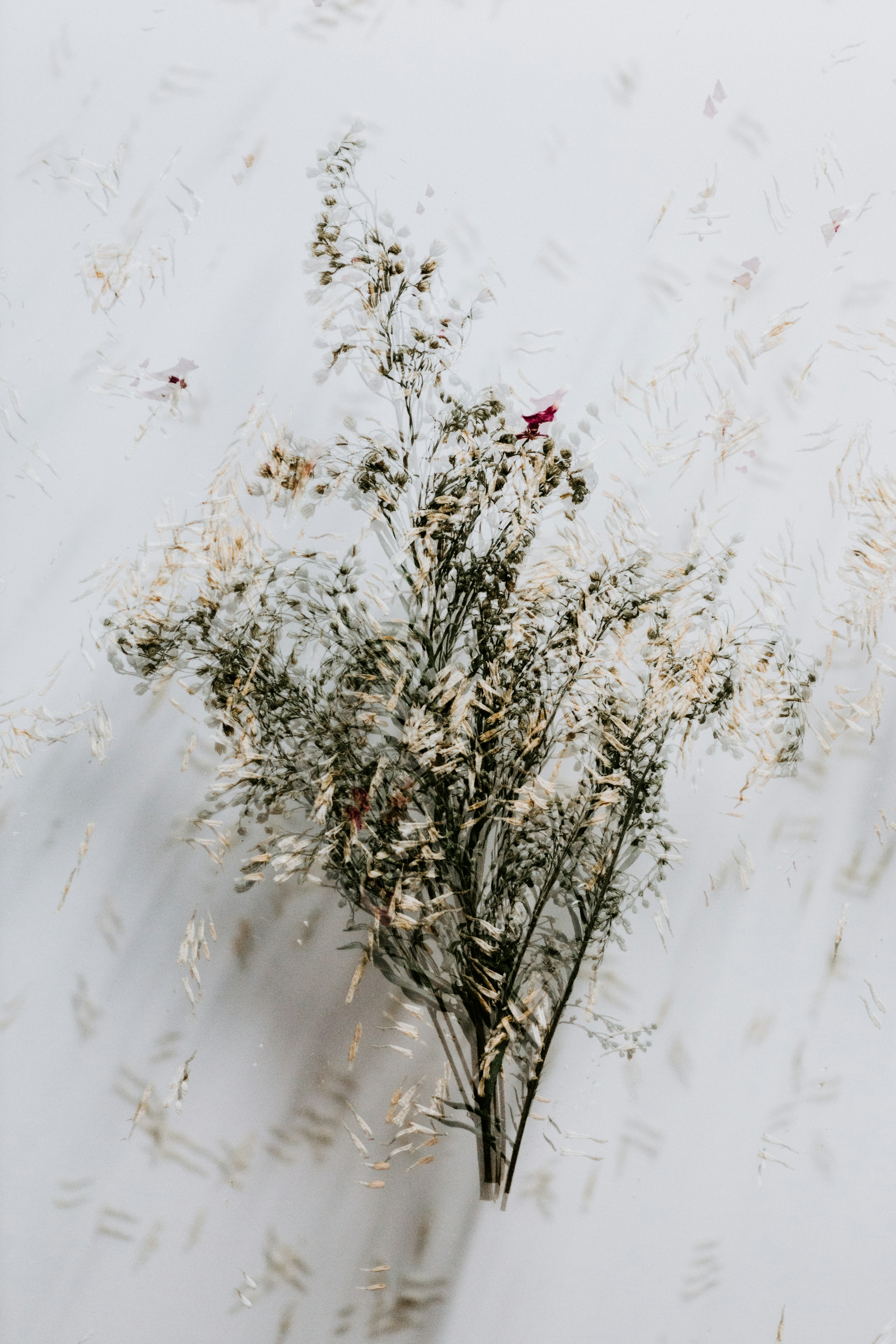 Snowbound Fronds: A Dried-Grass Bouquet in Quiet Winter Light