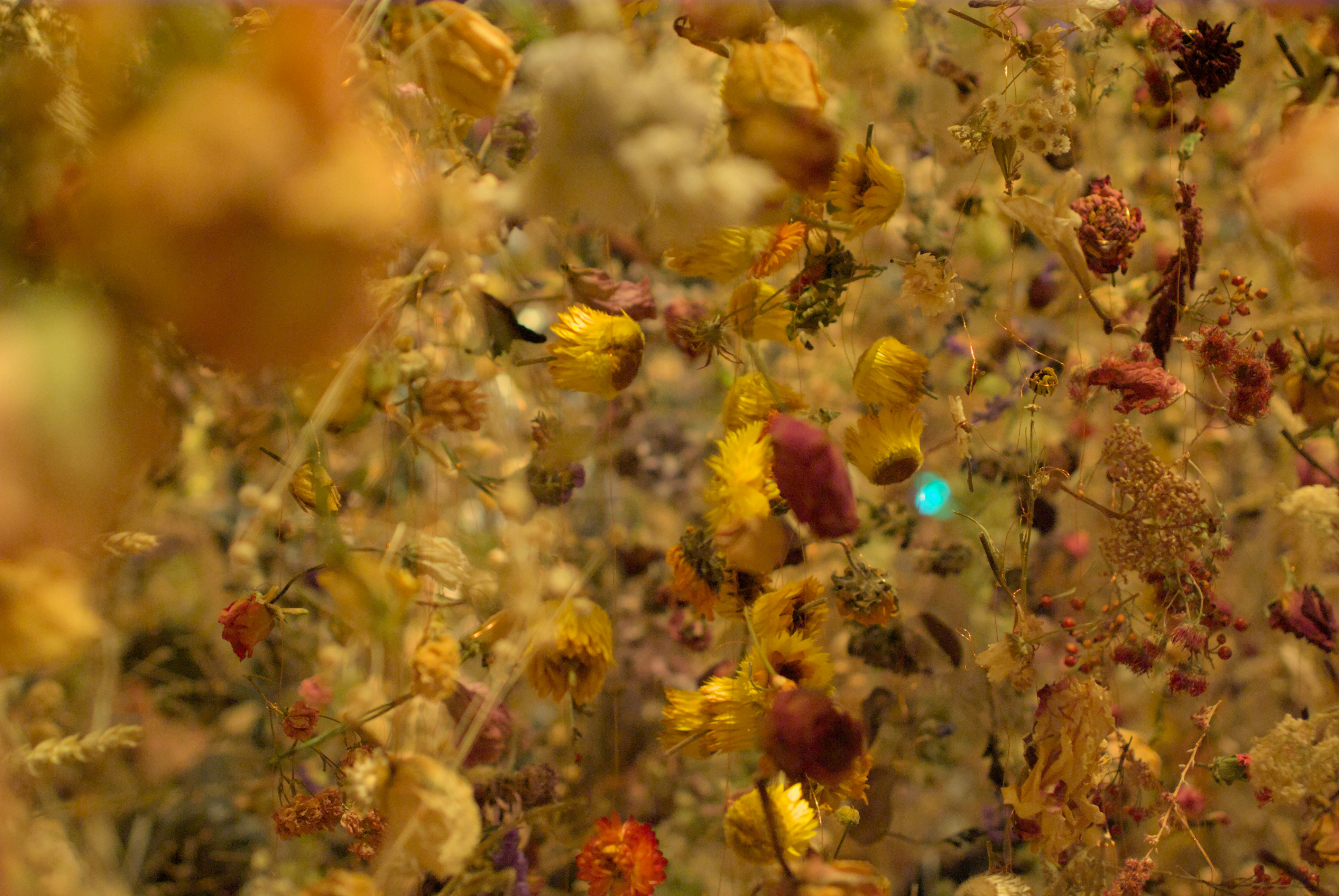 Autumnal Chaos: Hazy Meadow of Dried Flowers