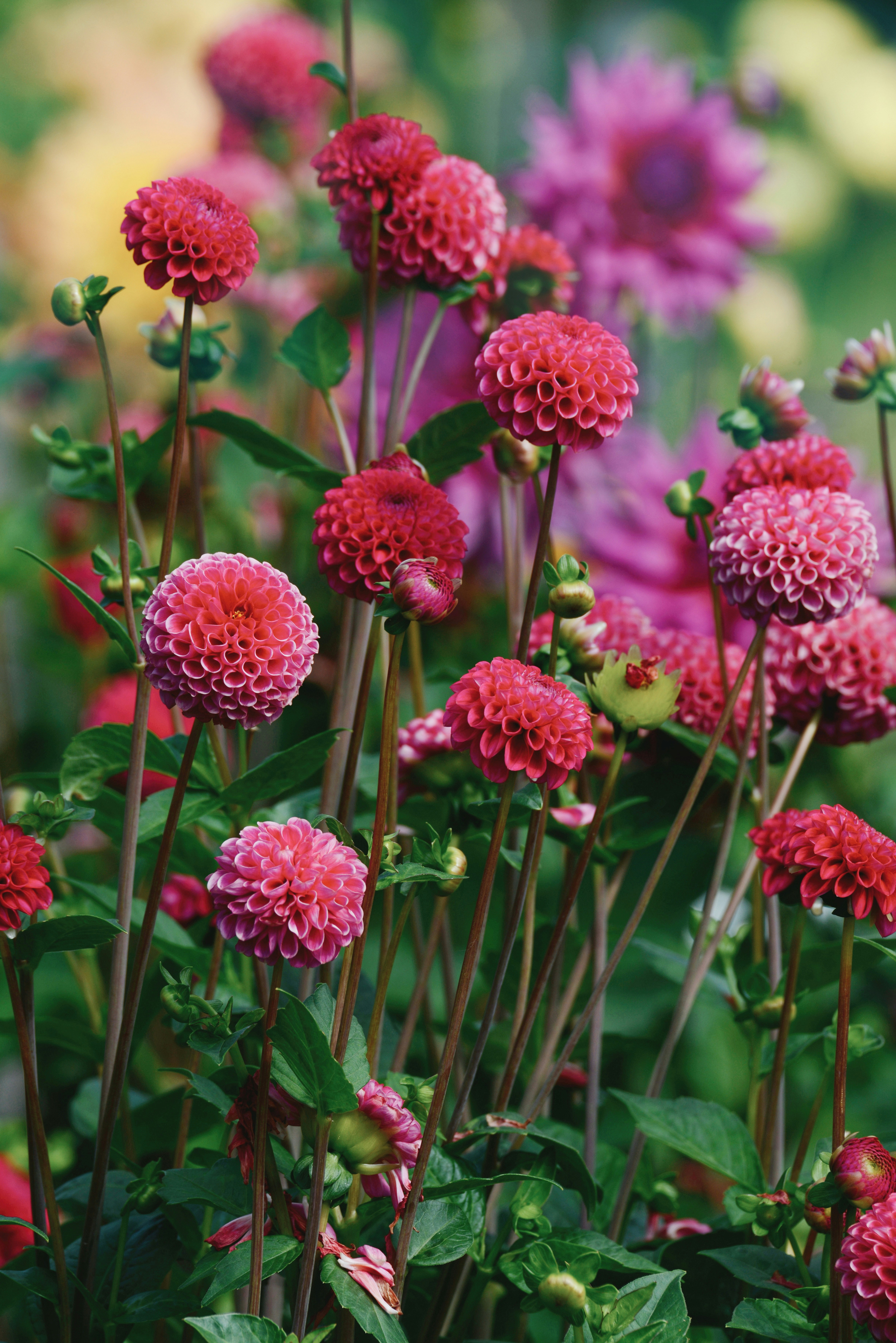 Dahlia Pom-Poms: Pink Spheres in Soft Garden Light