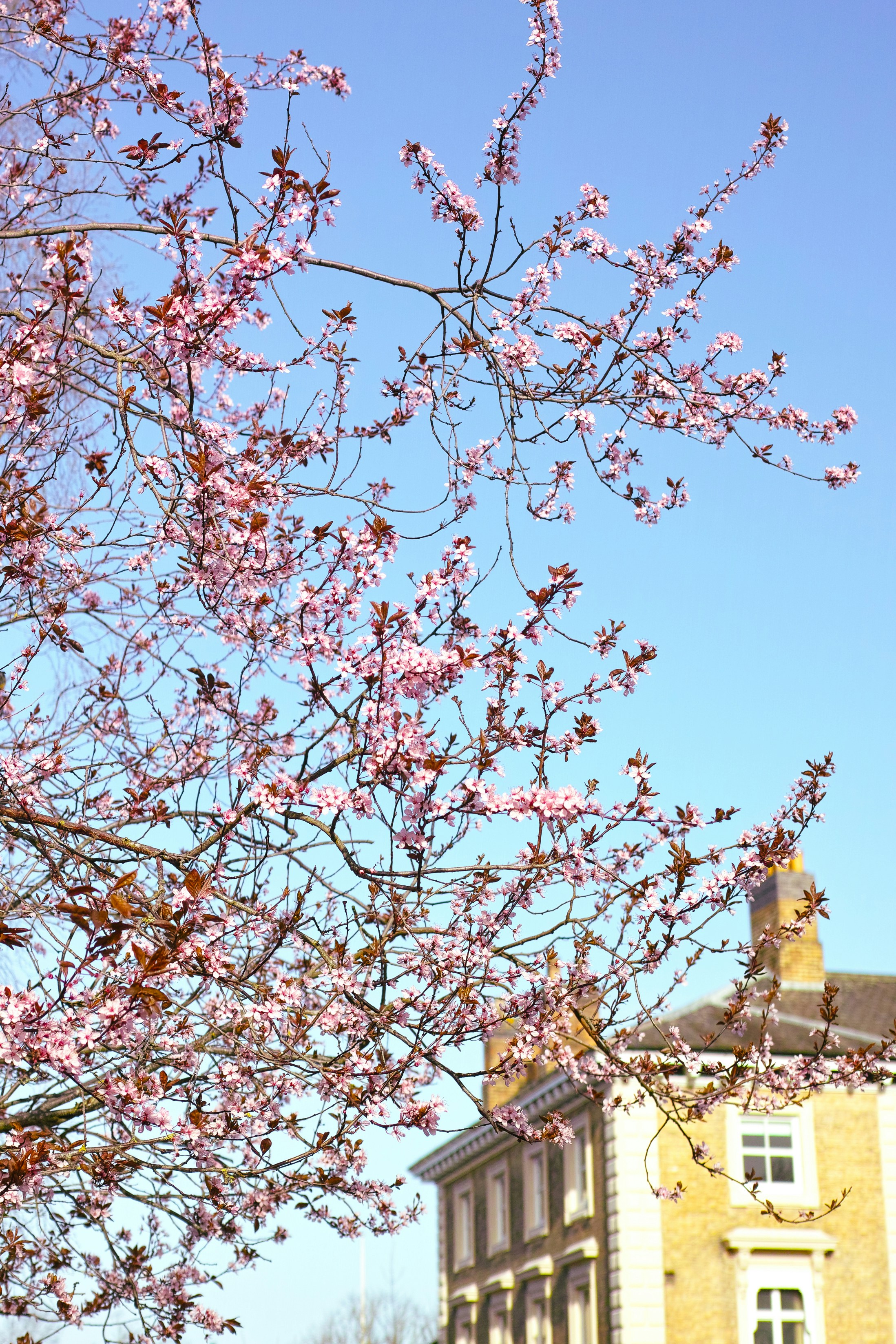 Delicate pink cherry blossoms framed against a bright blue sky, with a historic building subtly in the background.