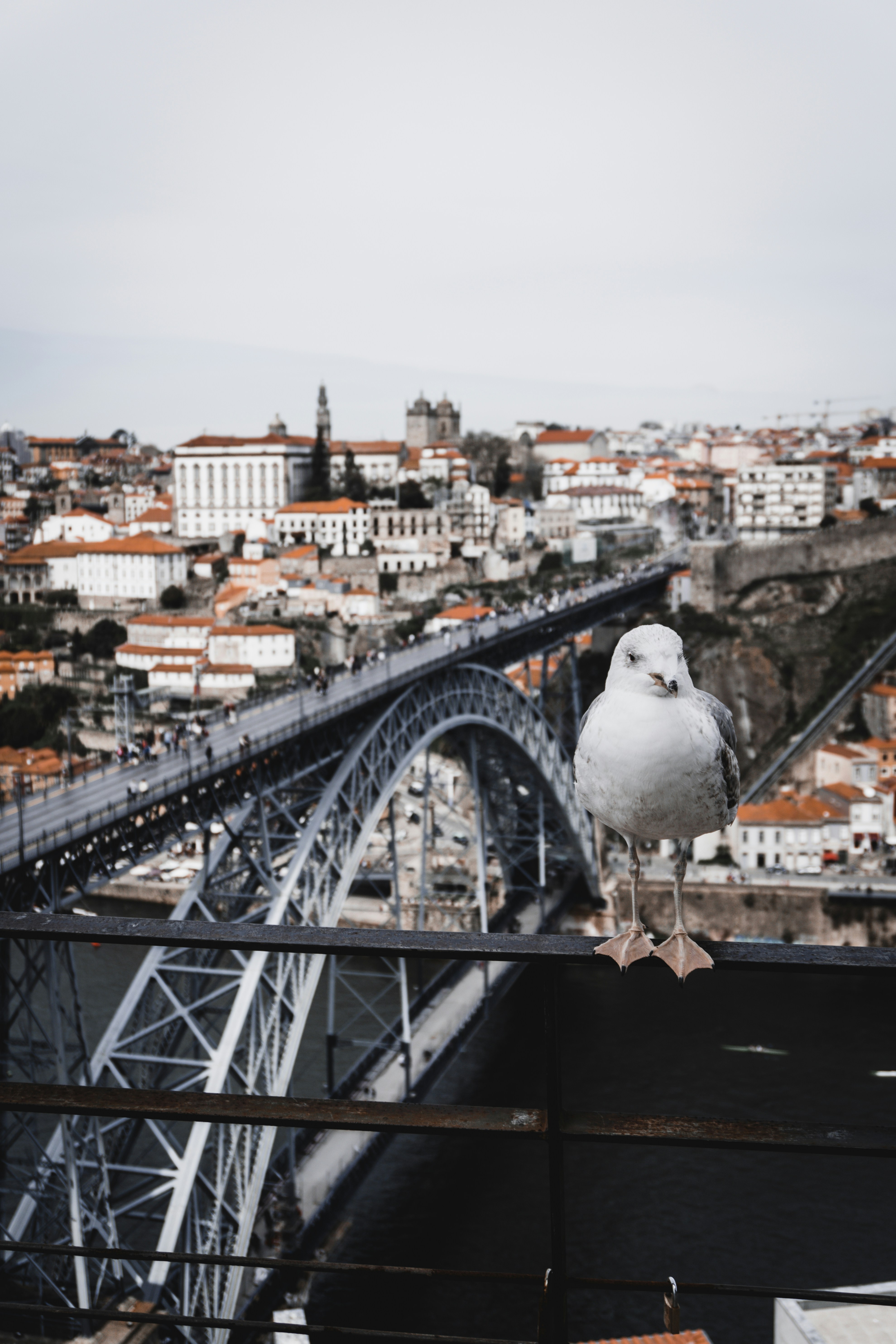 Seagull Perch Over Porto's Dom Luís I Bridge