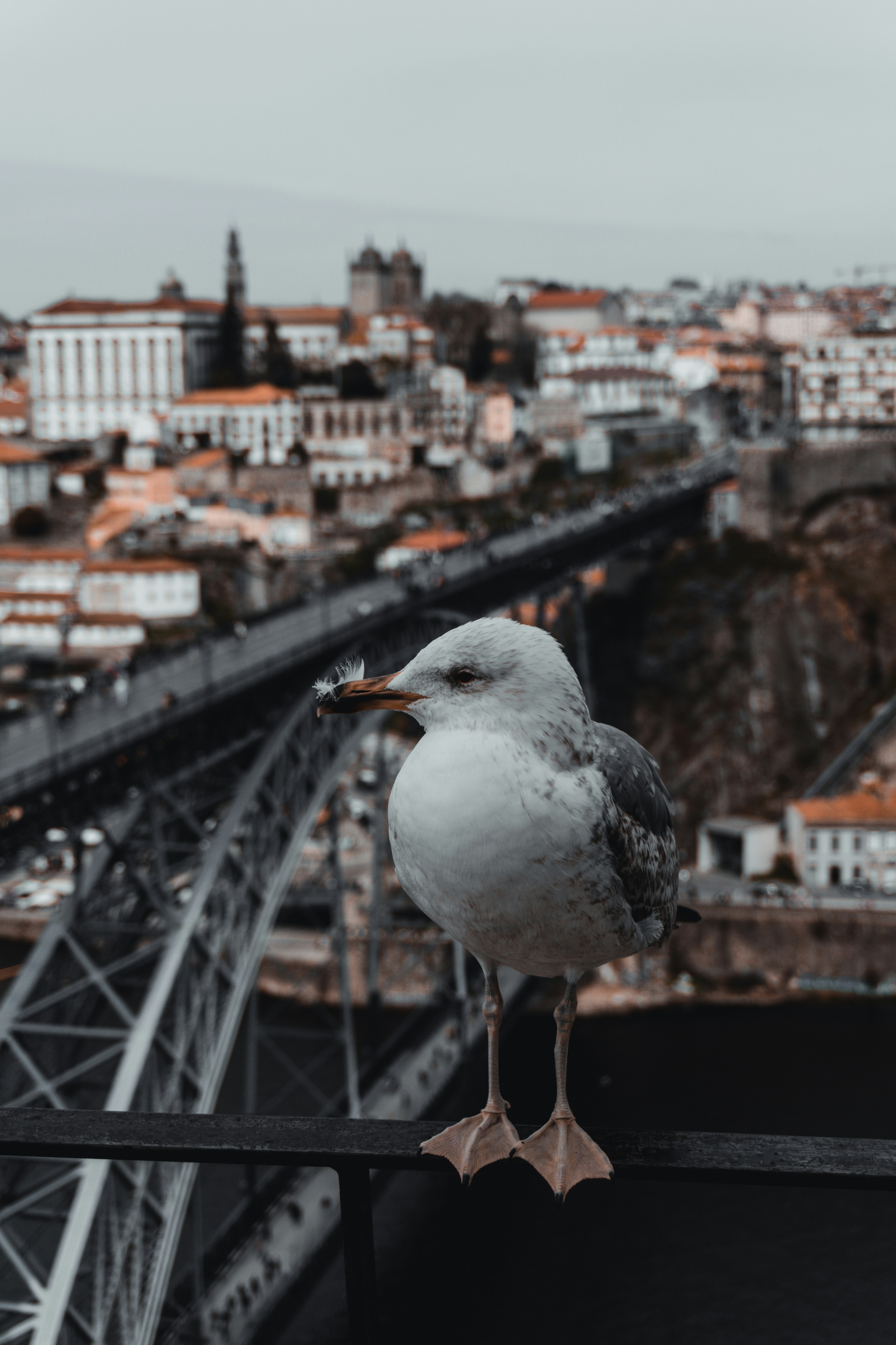 Photo by Cláudio Luiz Castro with Sony Alpha 6400