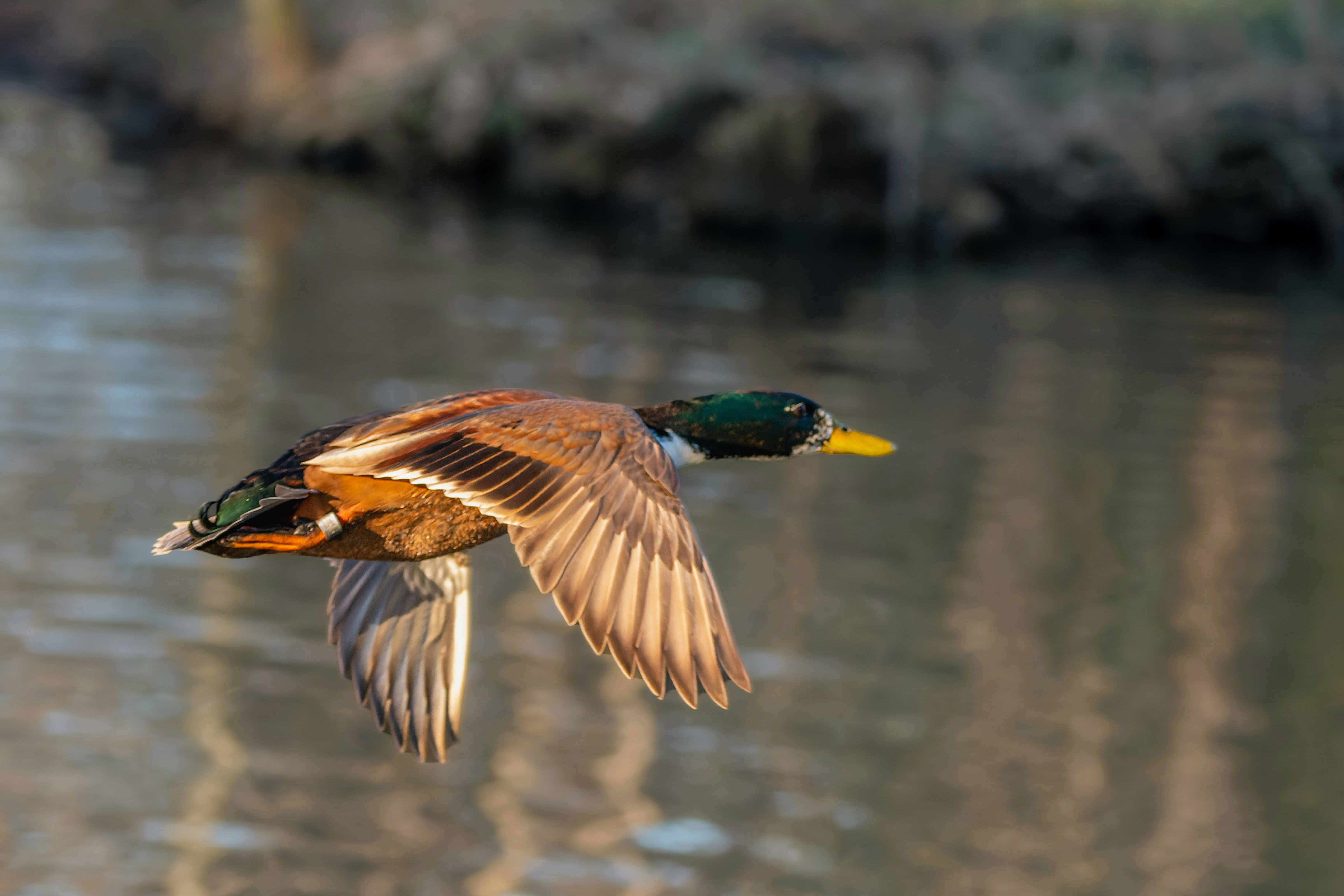 Foto Un par de patos volando sobre un cuerpo de agua – Imagen ...