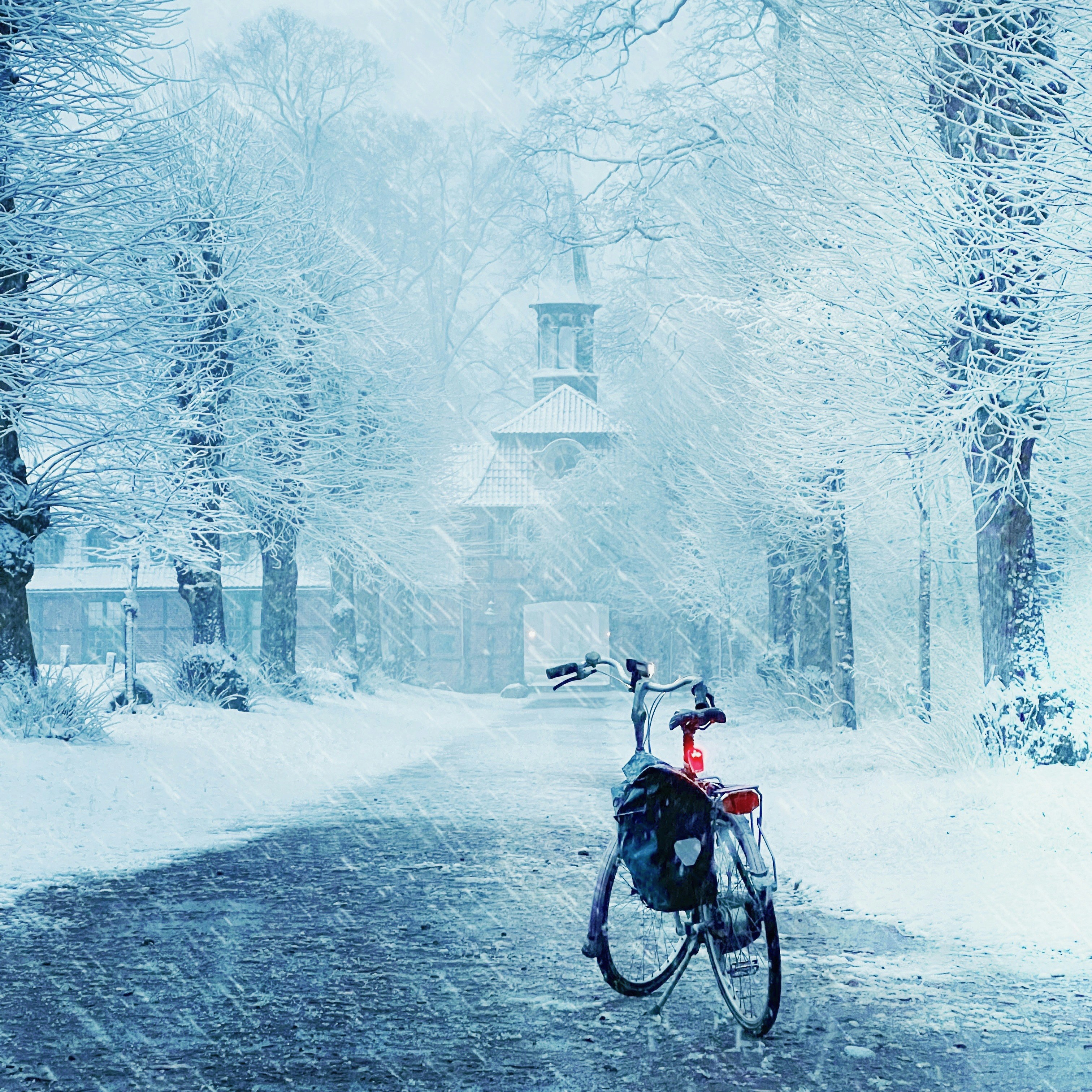 Snowbound Bicycle Resting Under Frosted Trees on a Quiet Avenue