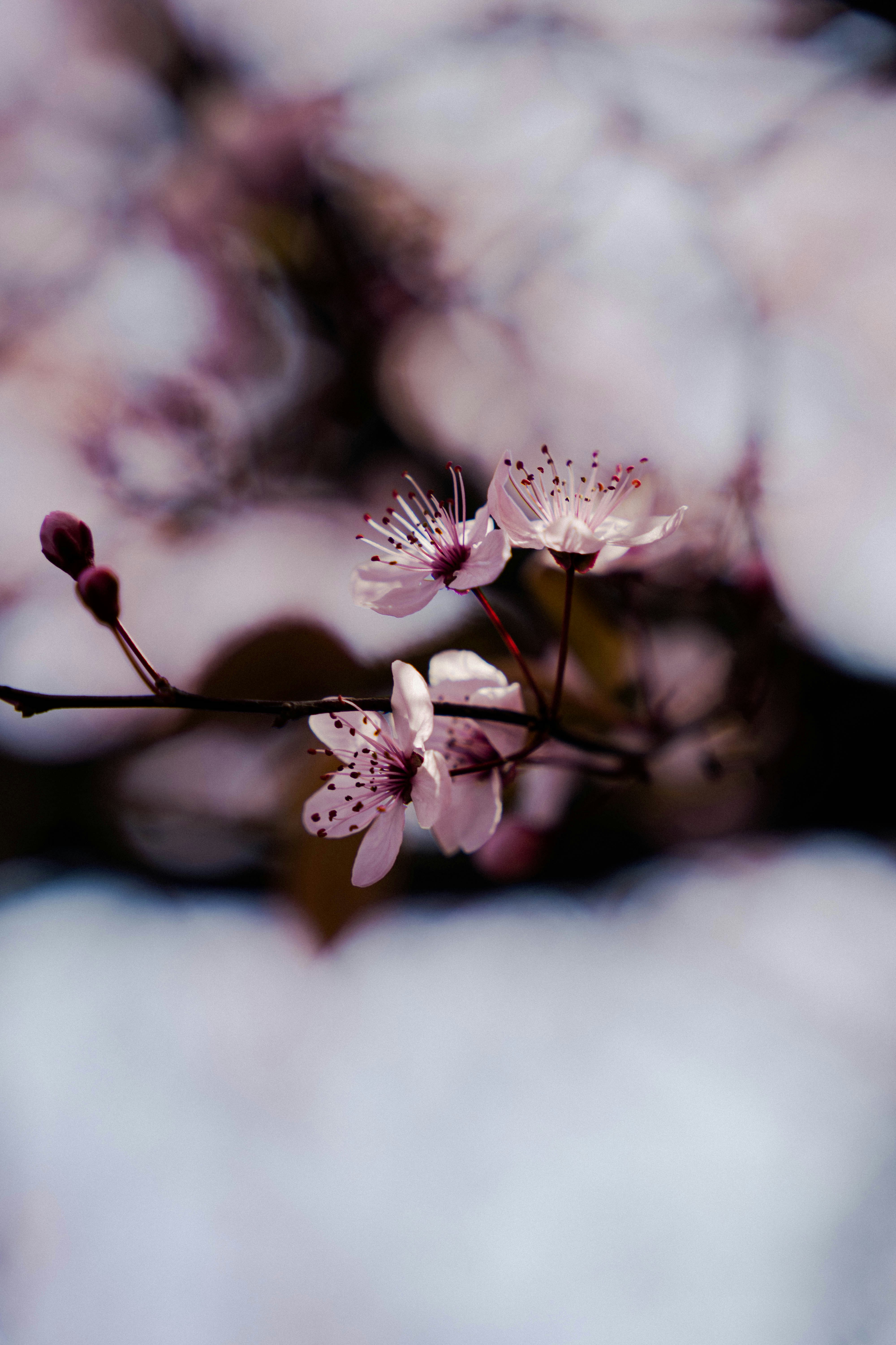 Sakura in Velvet Focus: A Delicate Blossom in Soft Light