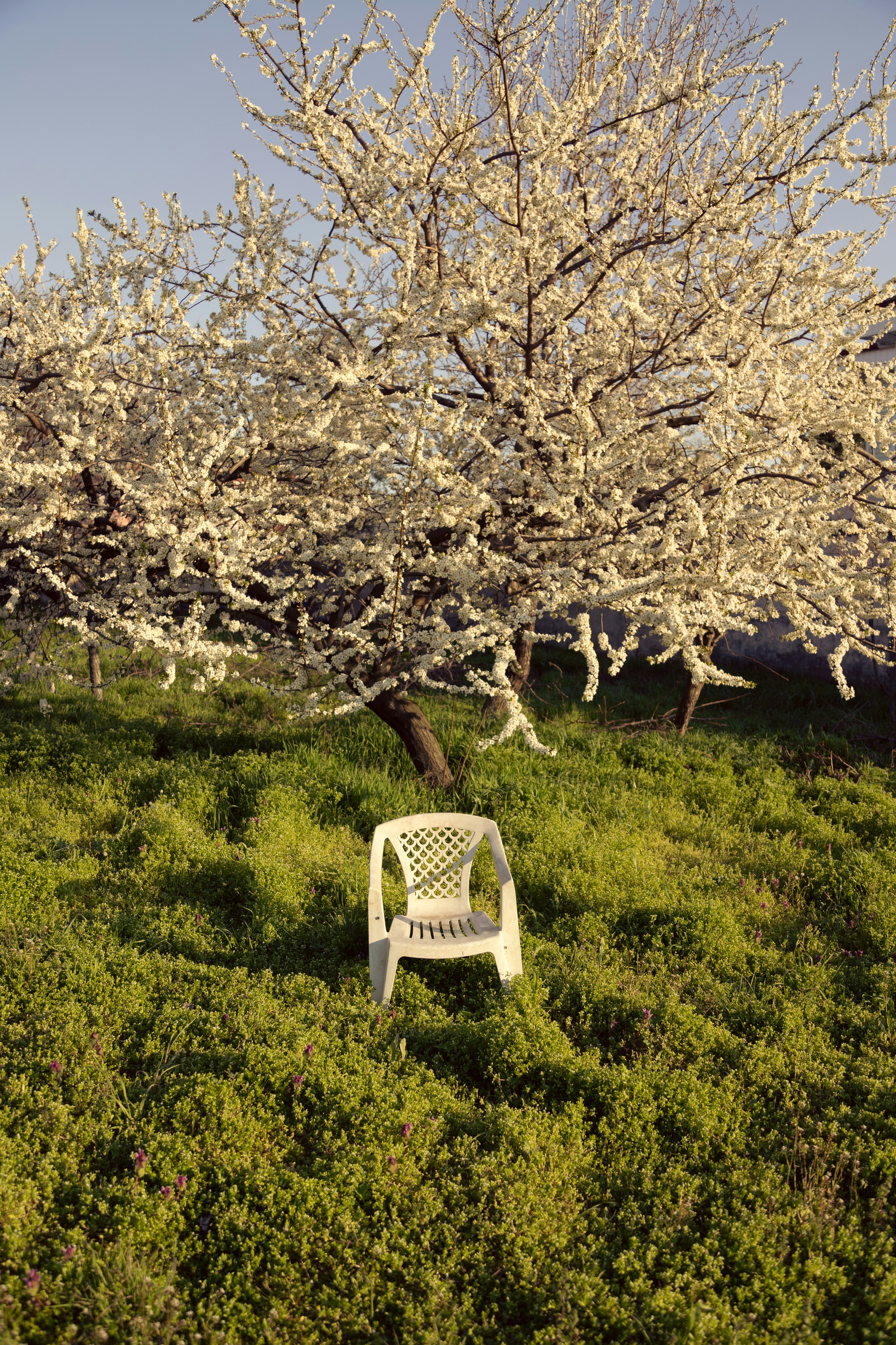 Plastic Chair Beneath a Snow-White Blossom Tree in Spring Light