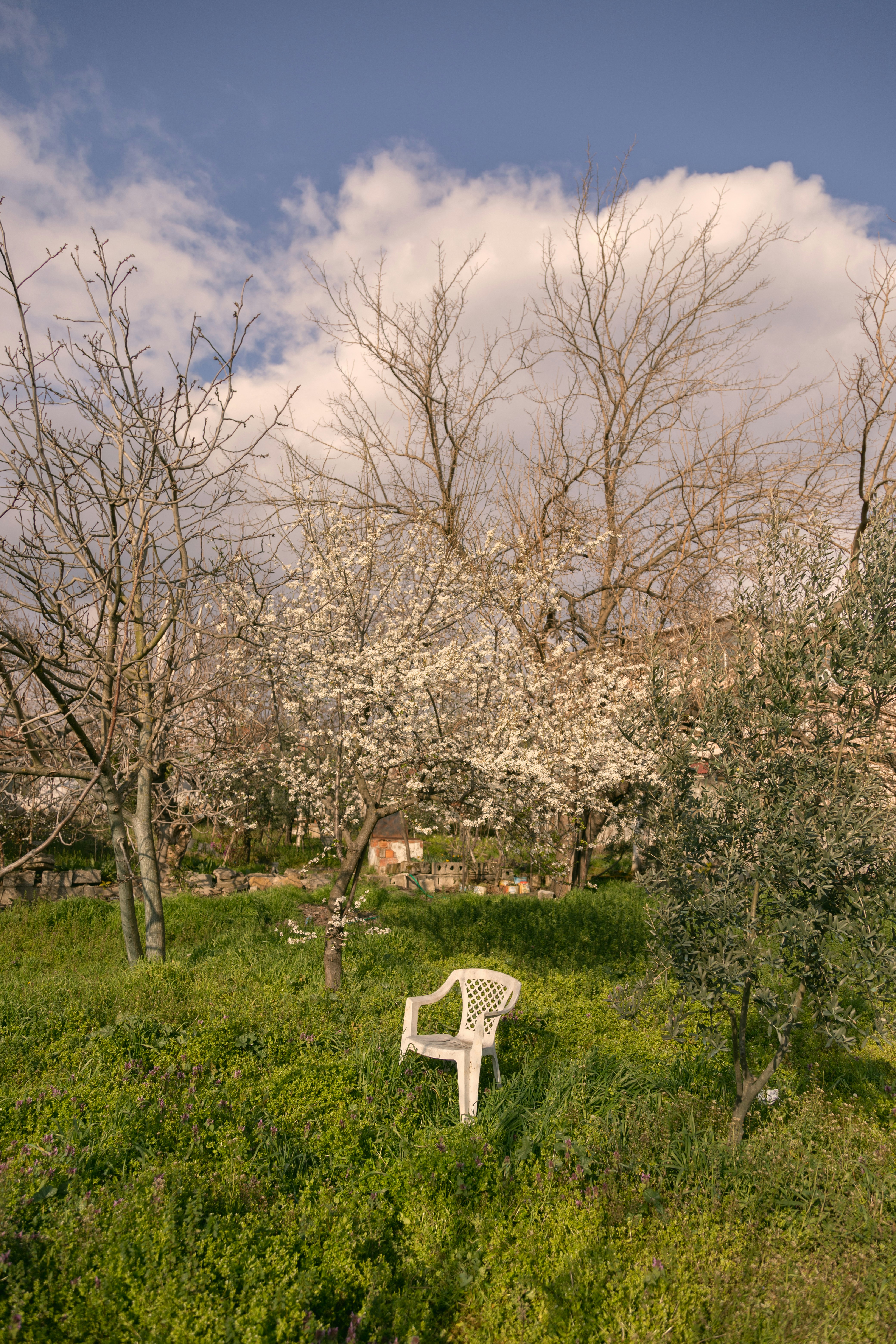 Solitary Chair Amid Blooming Orchard: Quiet Green and White