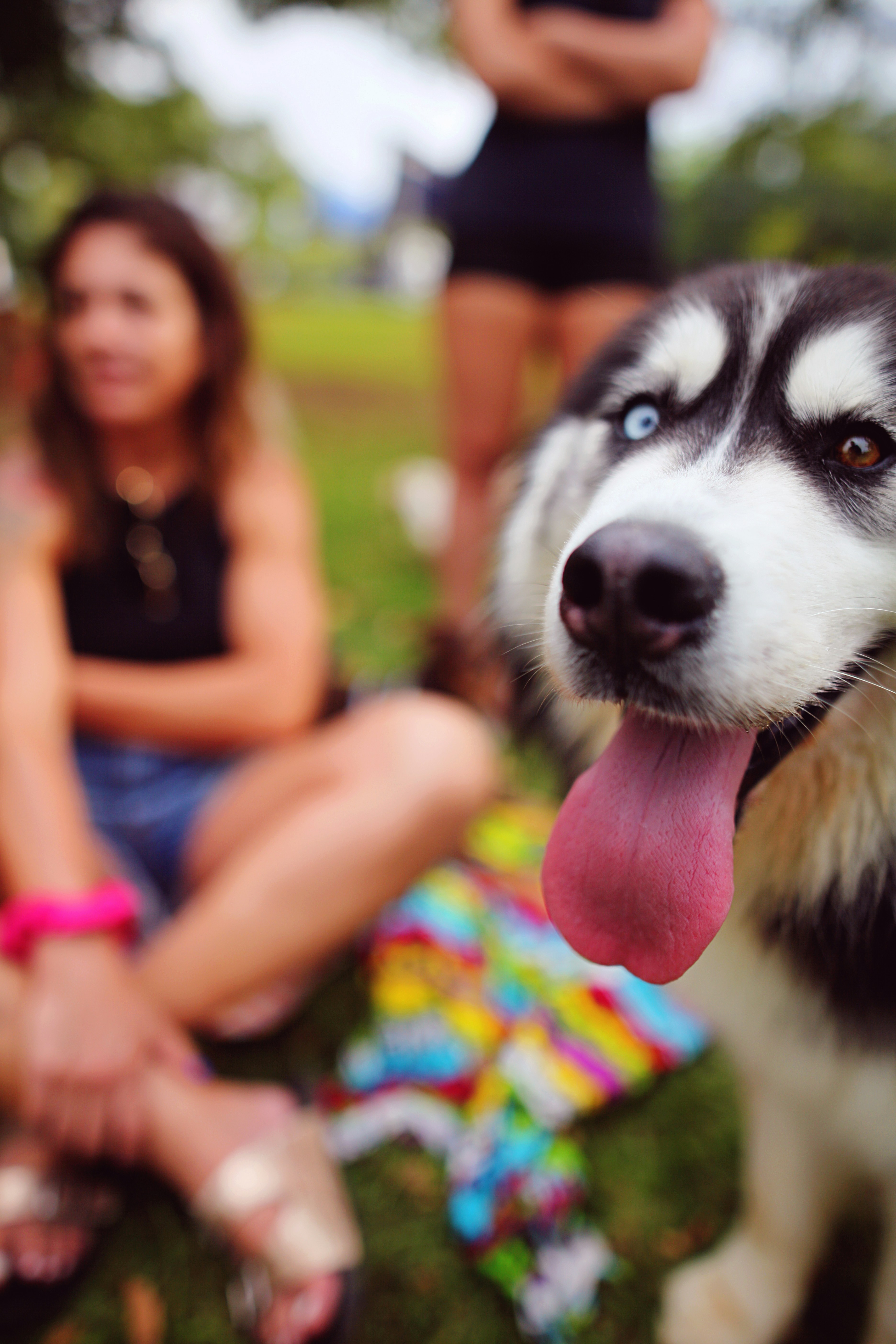 Tongue-Lapped Cheer: A Husky Close-Up at Play