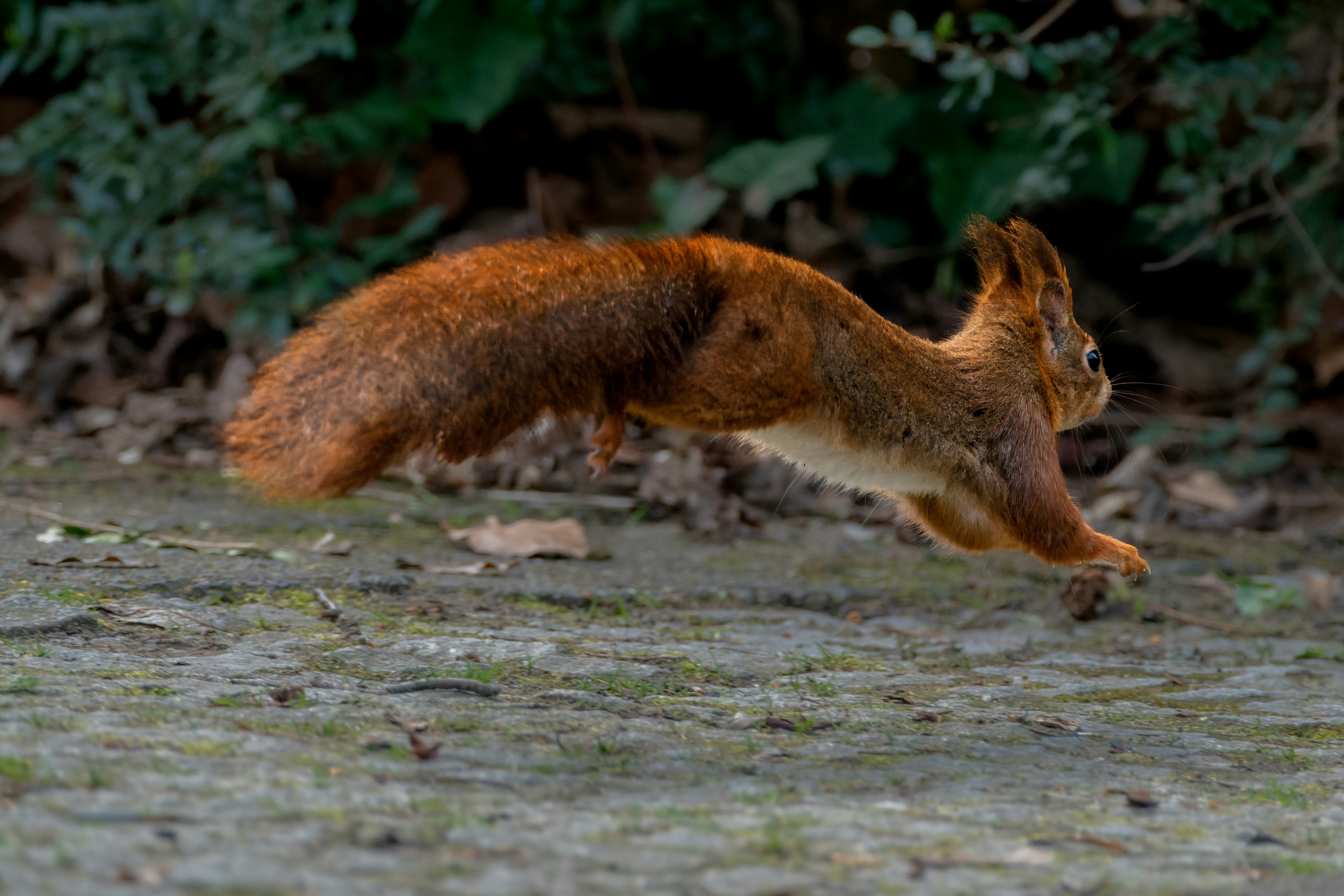 Charging Squirrel in Early Light