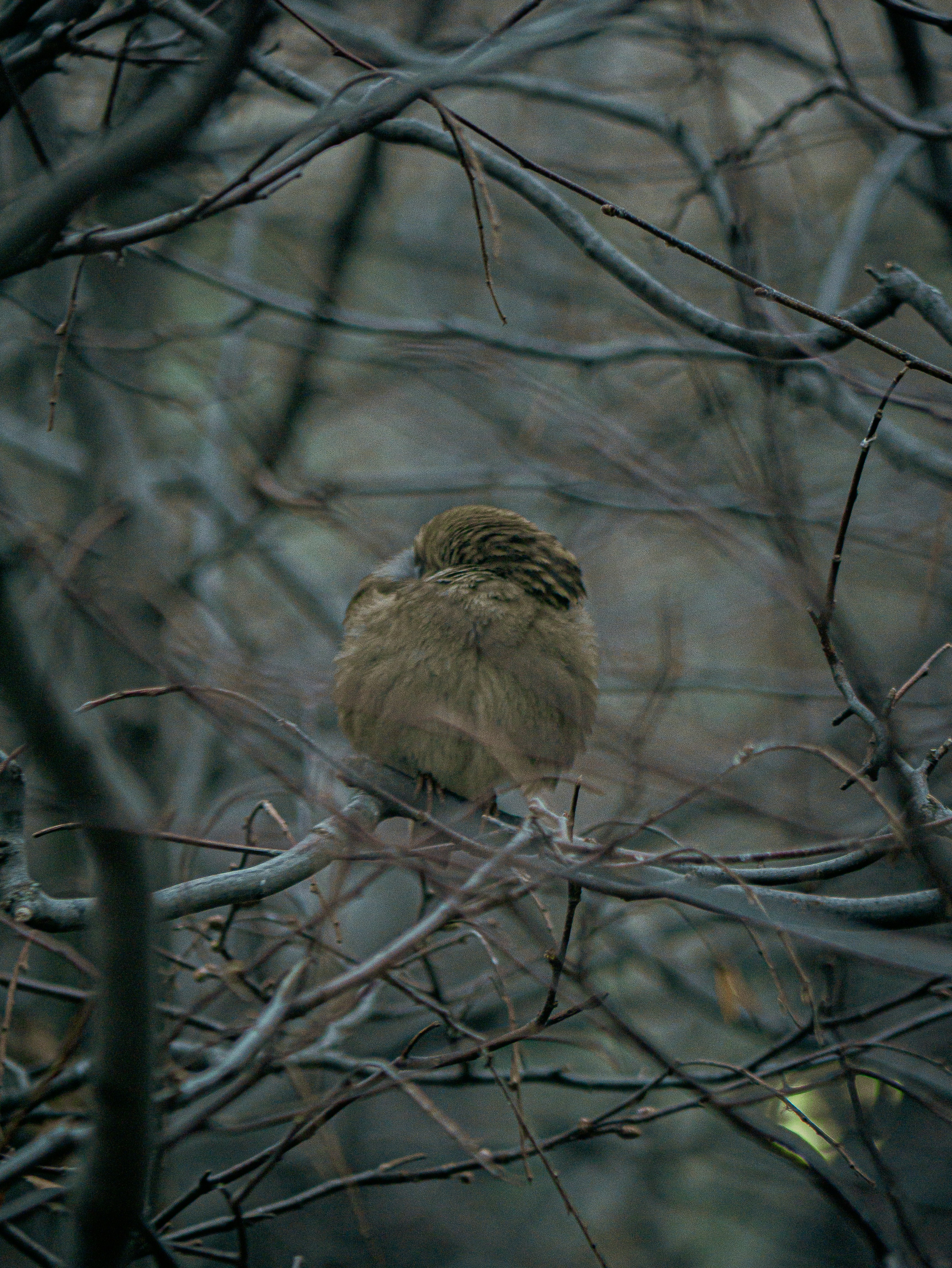 Wrapped in Twigs: A Brown Warbler in a Winter Thicket