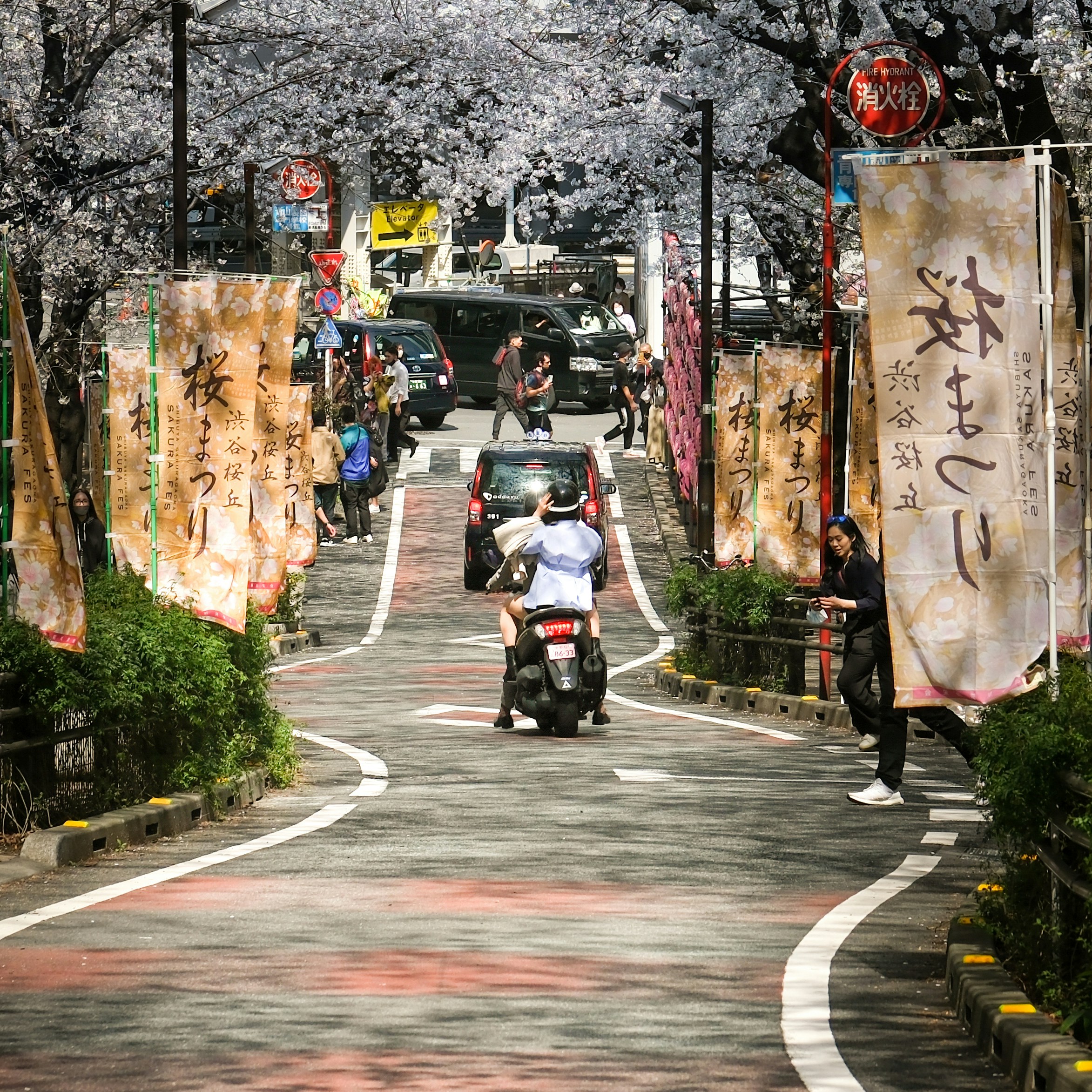 Cherry Blossom Tunnel: A Motorbike Ride Through a Festival Street