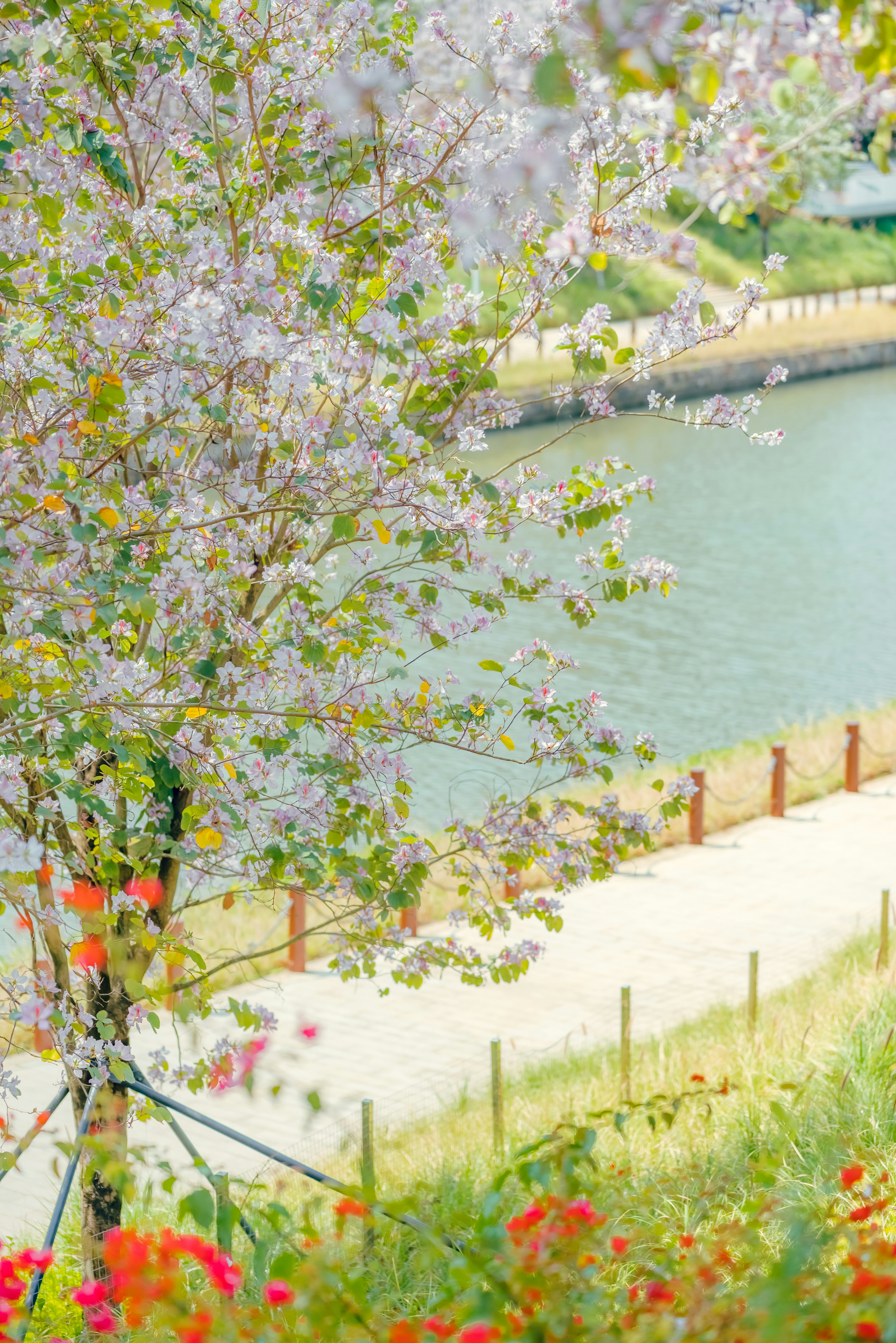 Pink Canopy Over a Quiet Riverside Path