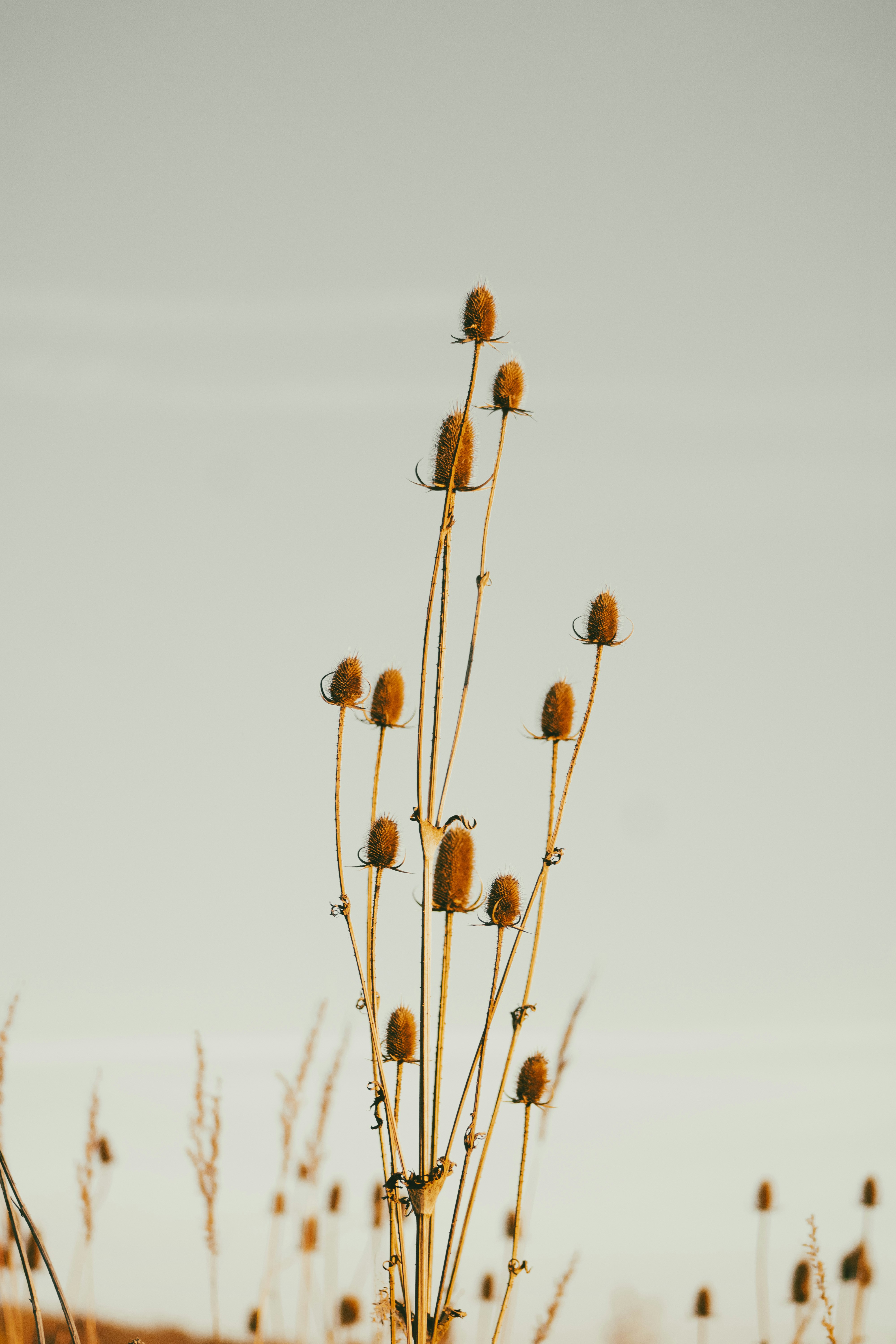 A bunch of dead flowers in a field photo – Free Lowpoint Image on Unsplash