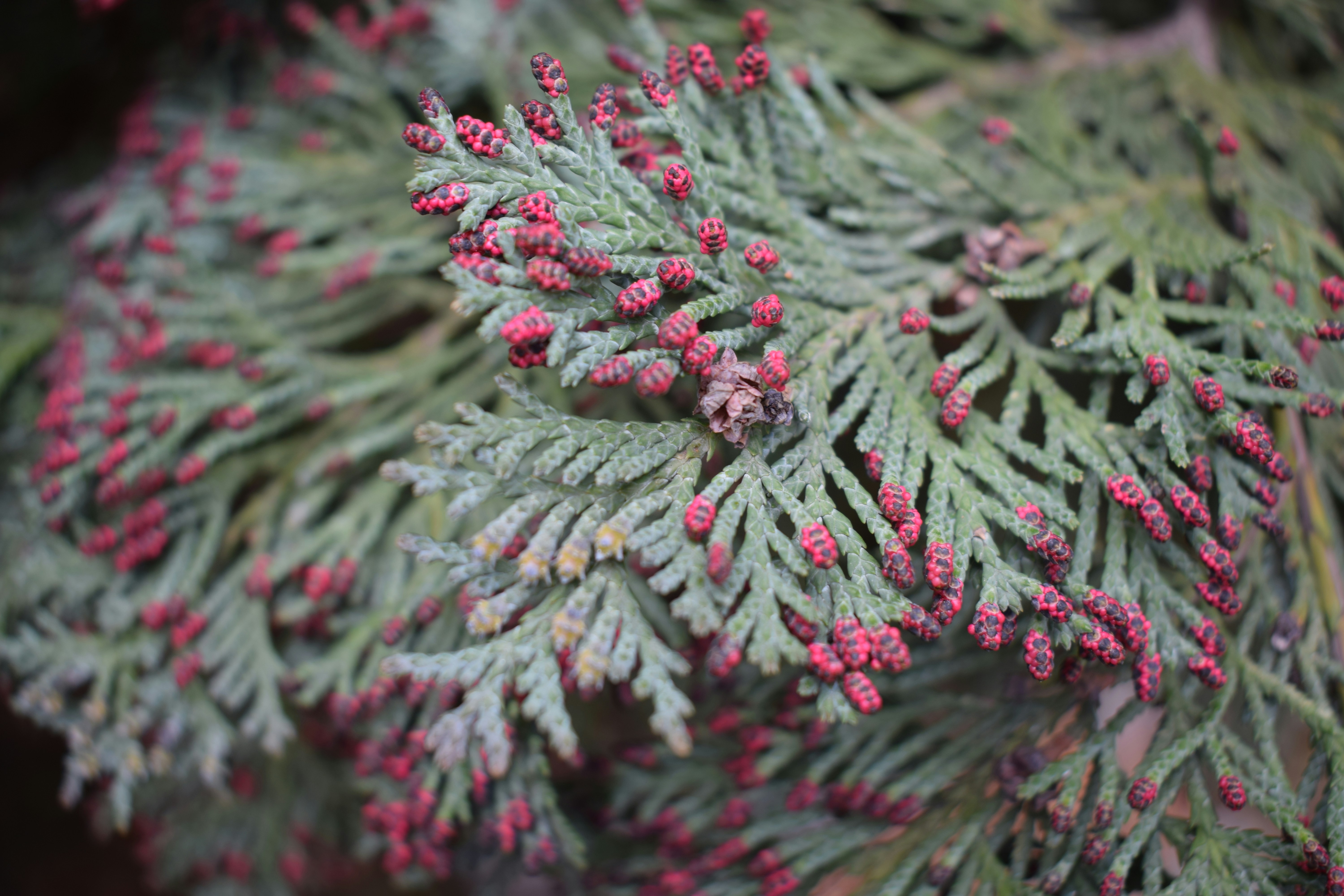 a close up of a pine tree with red berries
