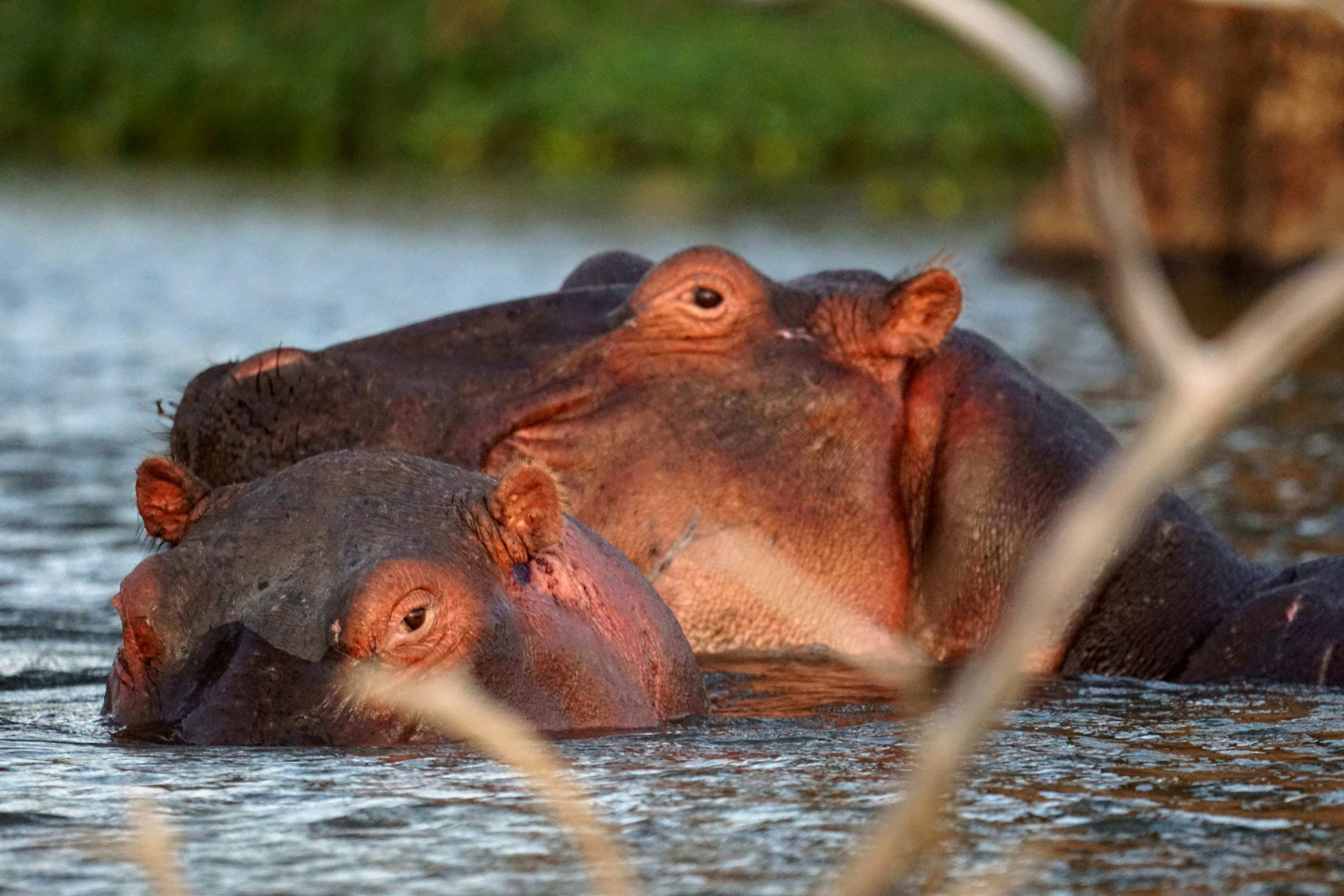 Two hippos are swimming in a body of water photo – Free Naivasha Image ...