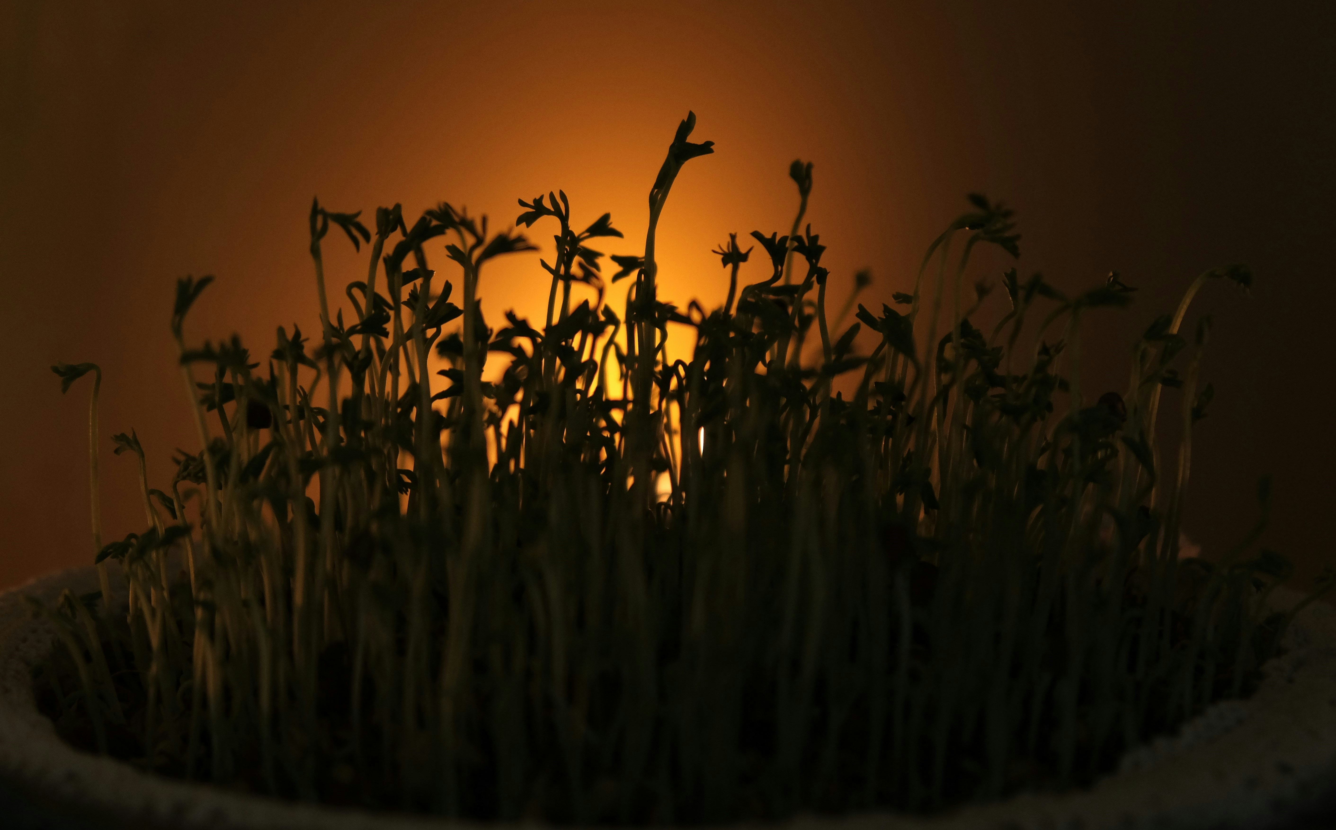 Silhouette in Bloom: Sunset Glow Over Seedling Silhouette