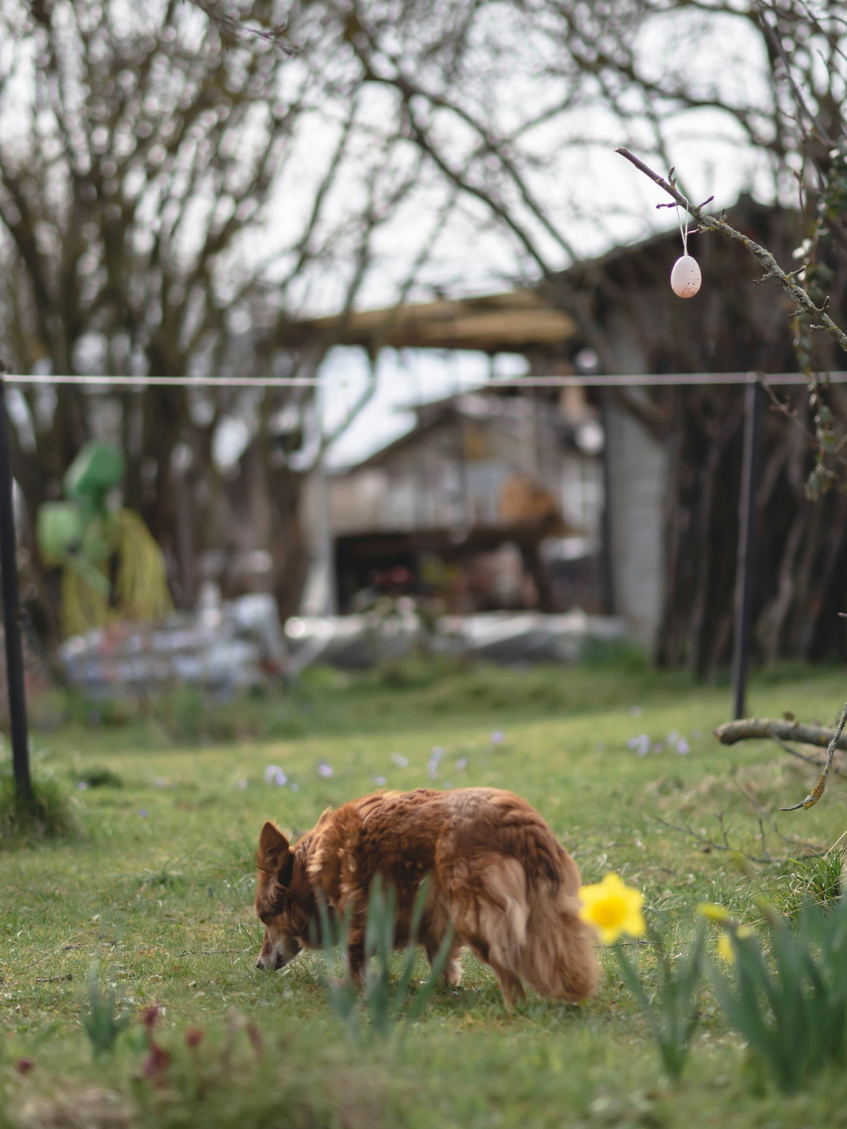A curious dog sniffs the ground amidst blooming flowers in a serene garden setting. The background features a rustic shed and hanging decorations.
