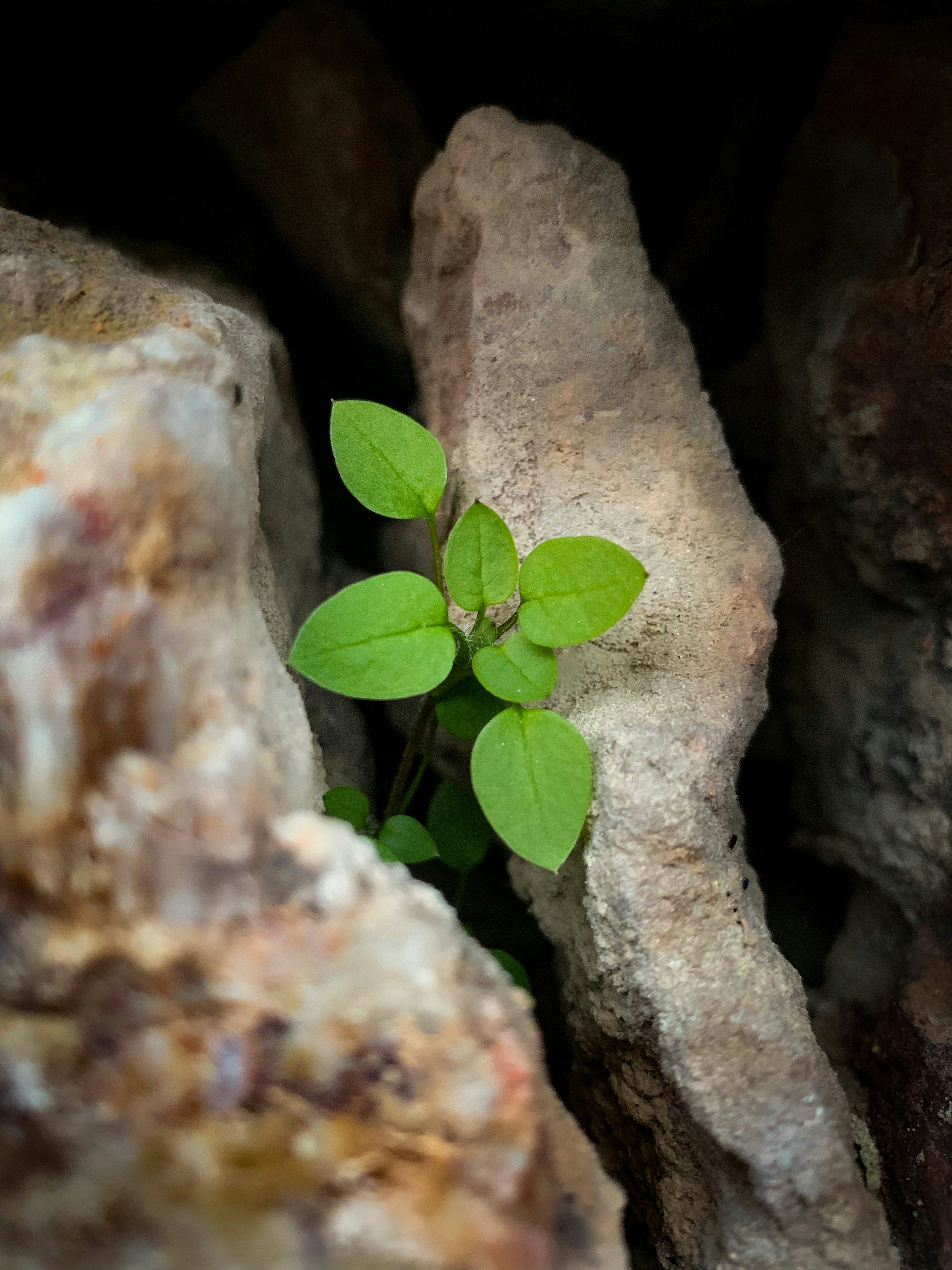 A small plant sprouts out of some rocks