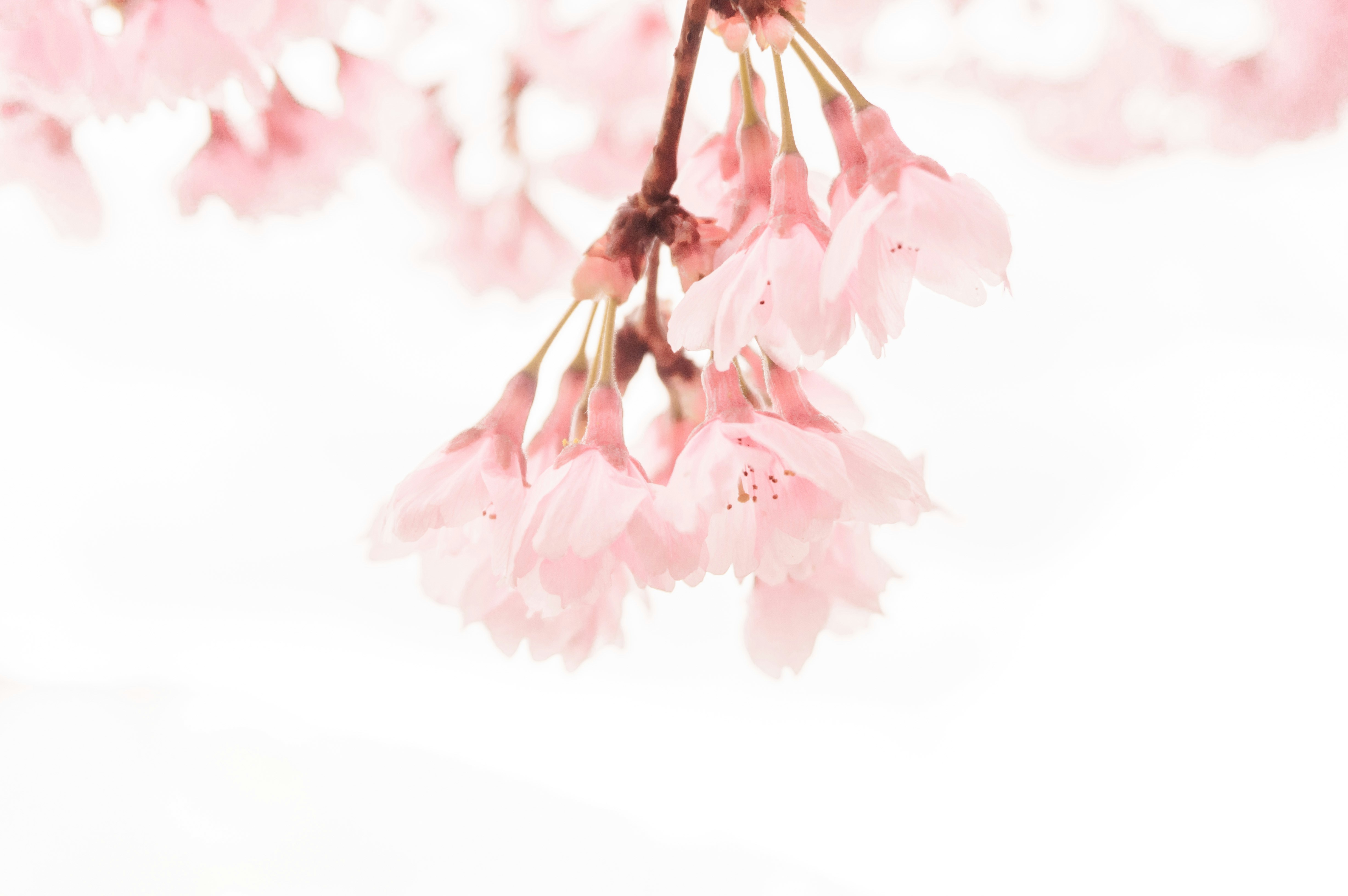 Delicate pink cherry blossoms gracefully hang against a soft, ethereal background, embodying the essence of spring's renewal.