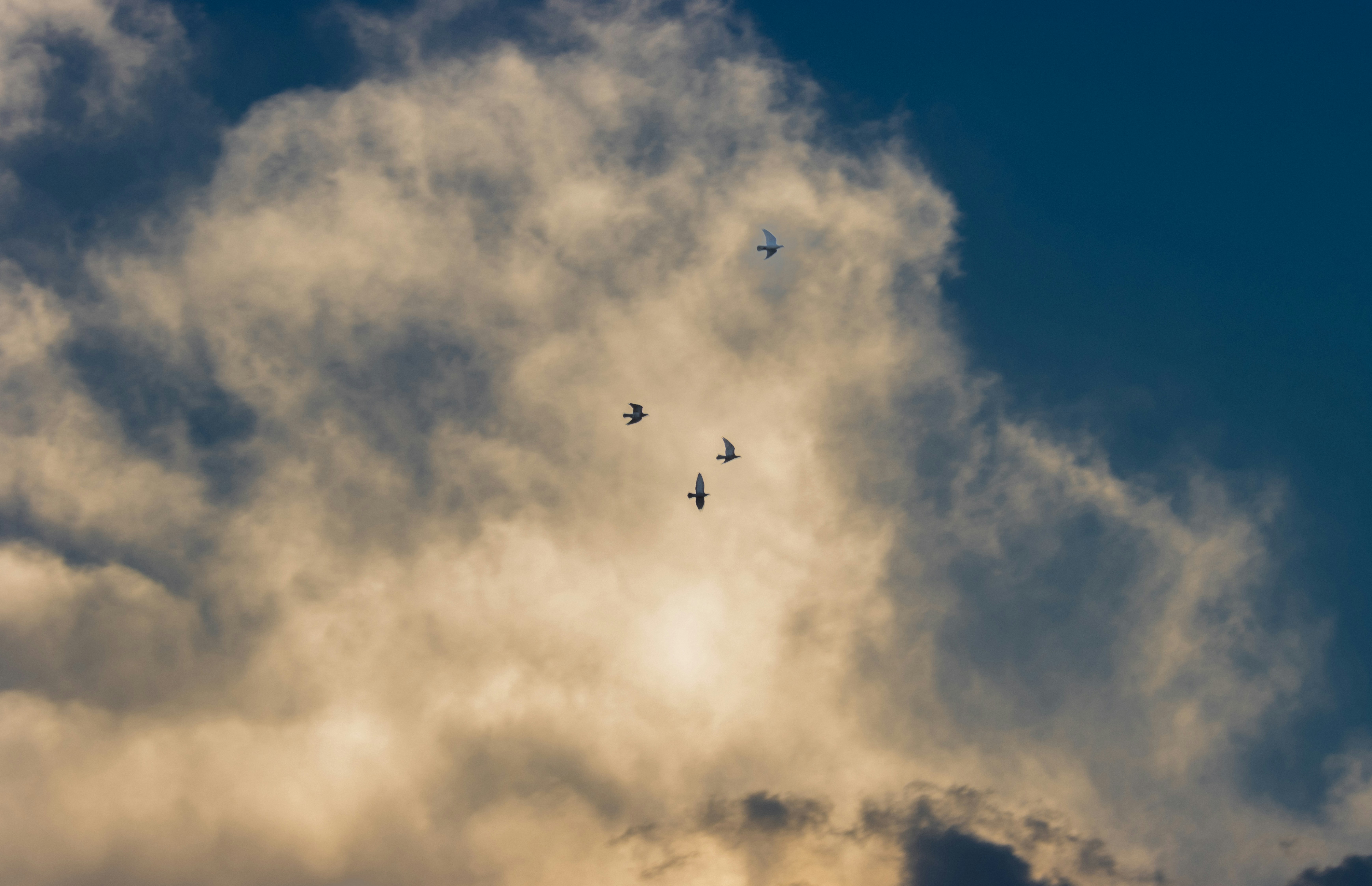 Photo by Roger Ce with Canon EOS 90D