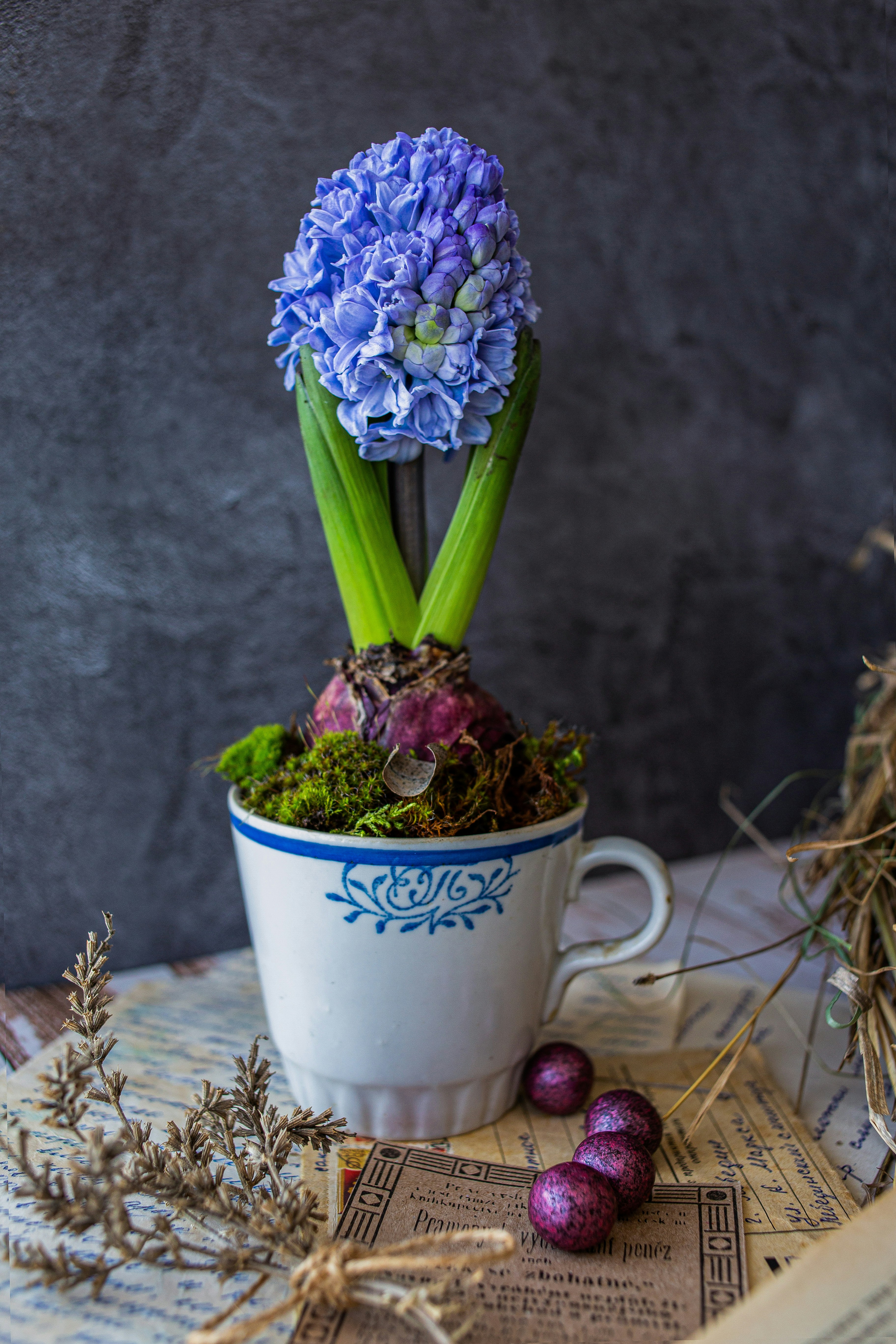 Azure Hyacinth in a Teacup Garden
