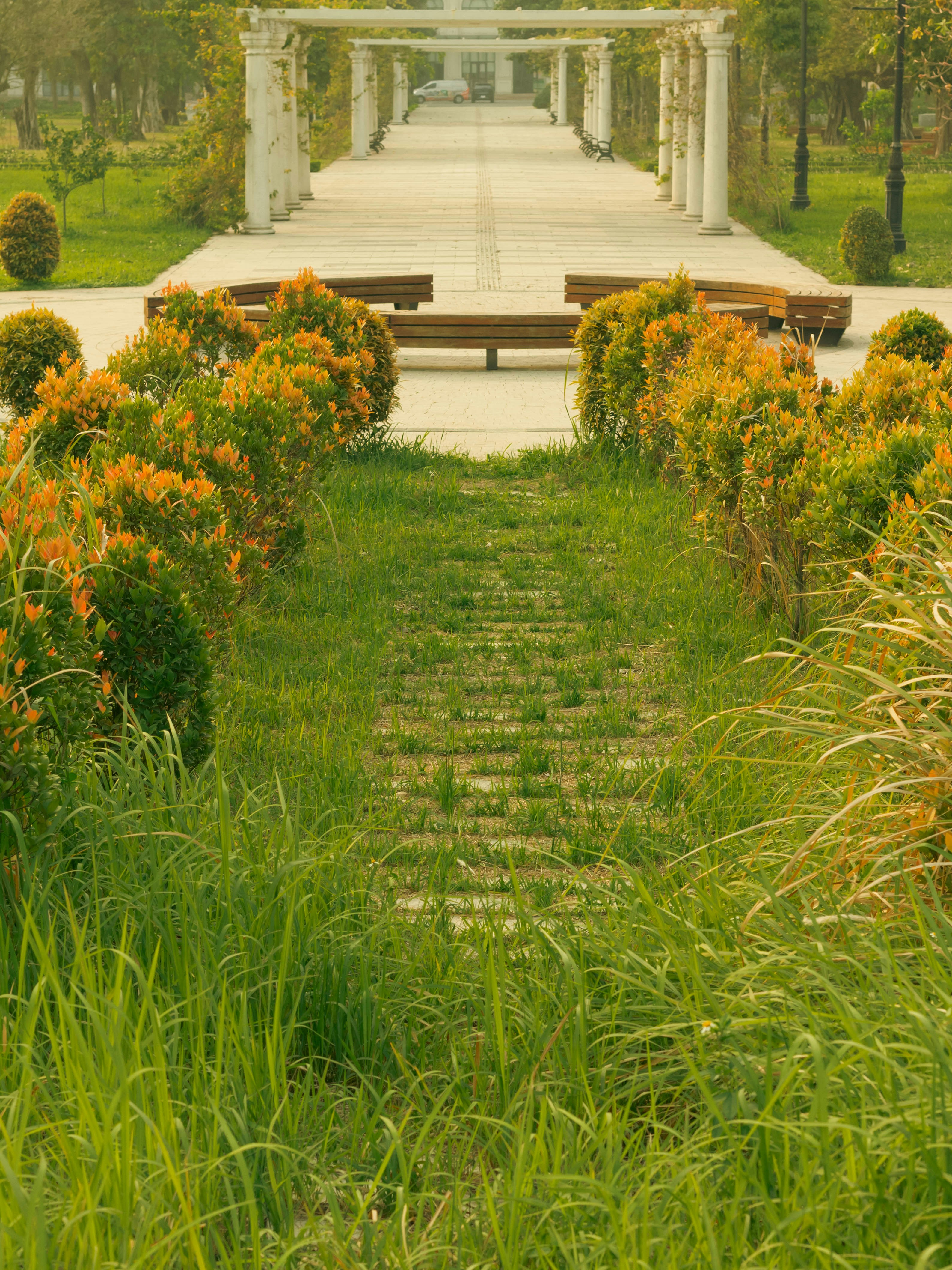 Vanishing Green Corridor: A Colonnade Walk Framed by Spring Shrubs