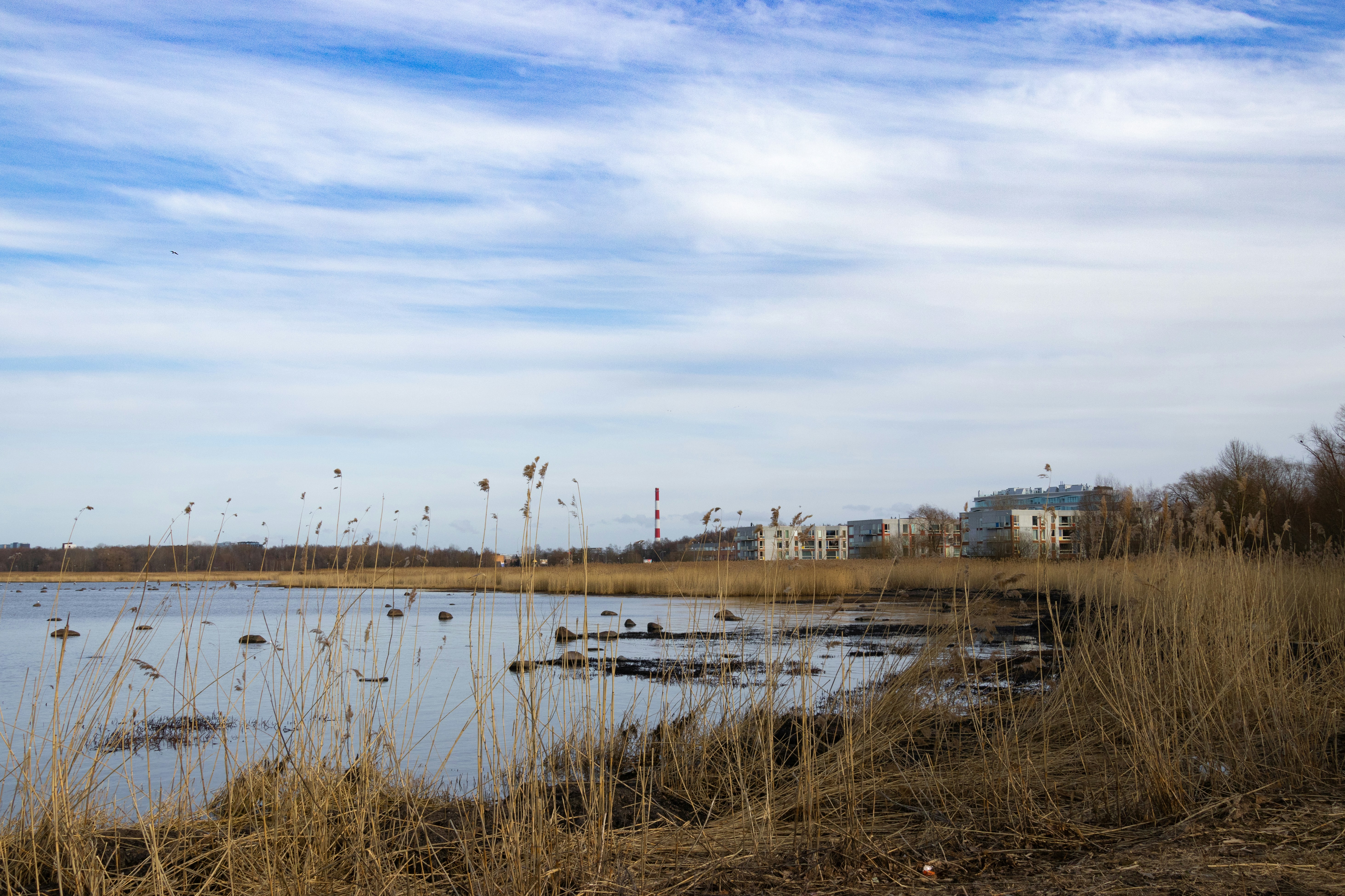 a large body of water surrounded by tall grass
