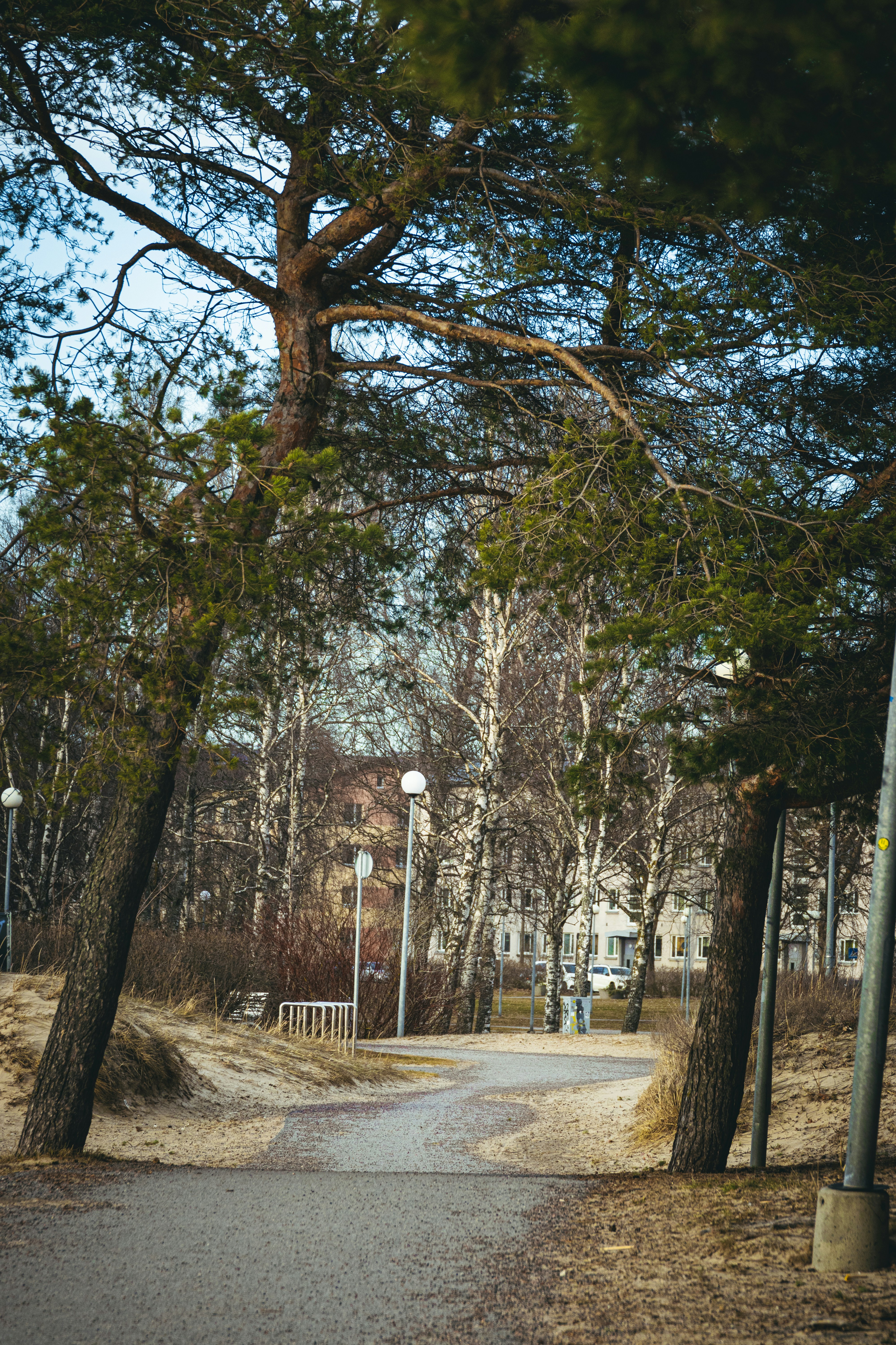 Un chemin bordé d’arbres dans un parc avec un lampadaire photo – Photo ...