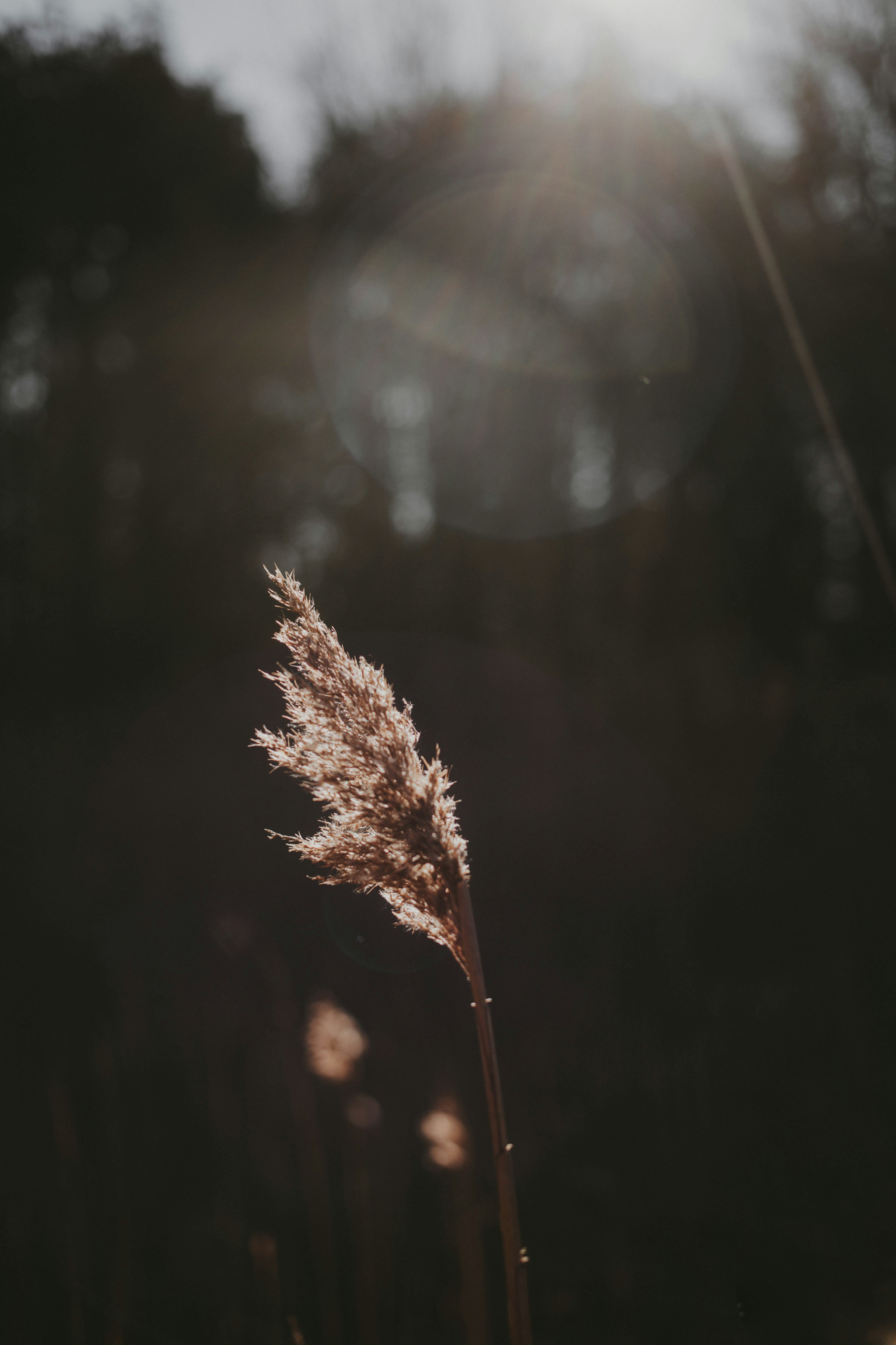 Jessica Mangano (@jfdelp) | Unsplash Photo Community