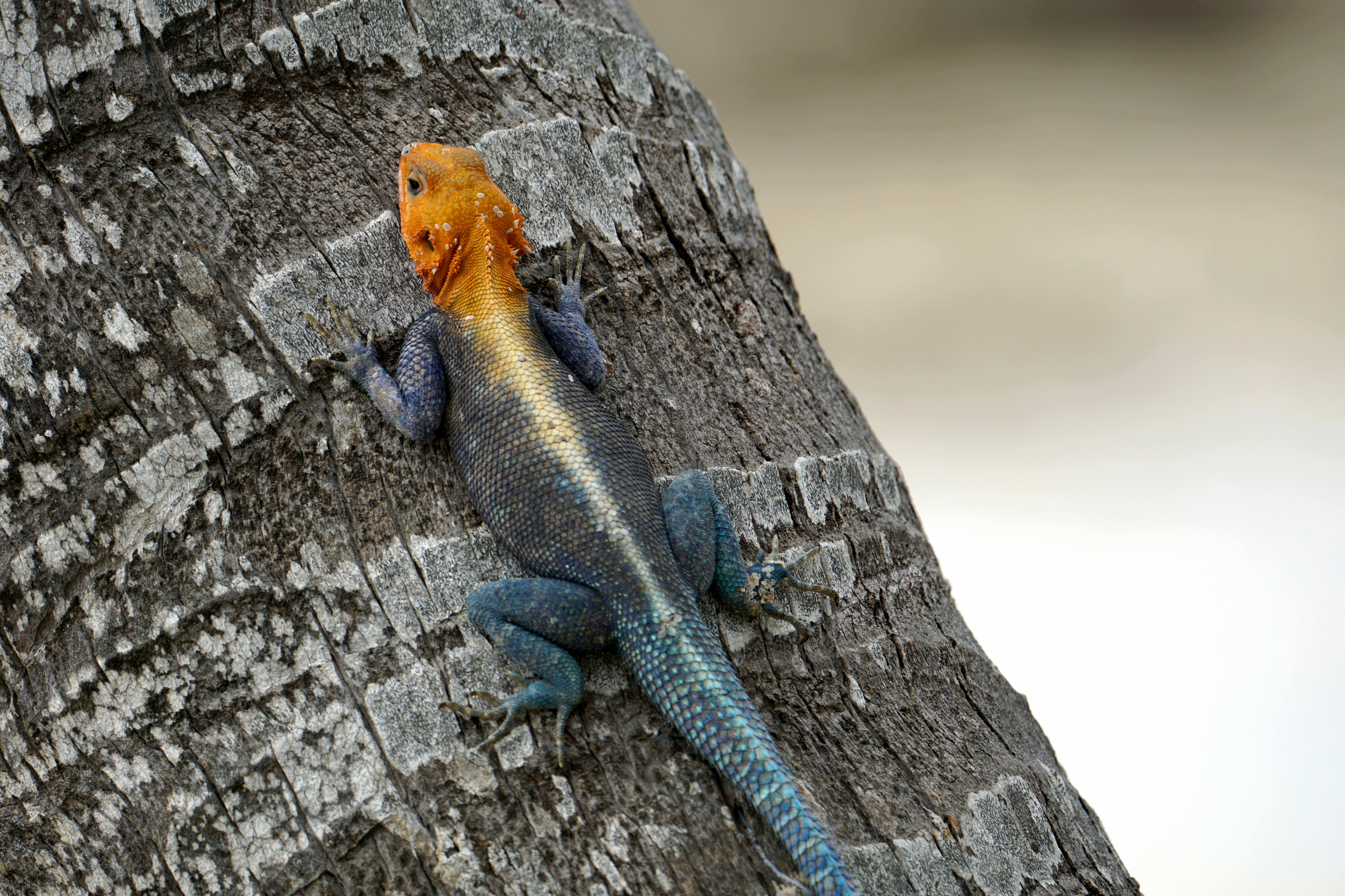 Azure Avenger on Bark: An Orange-Headed Lizard Climbs a Weathered Trunk