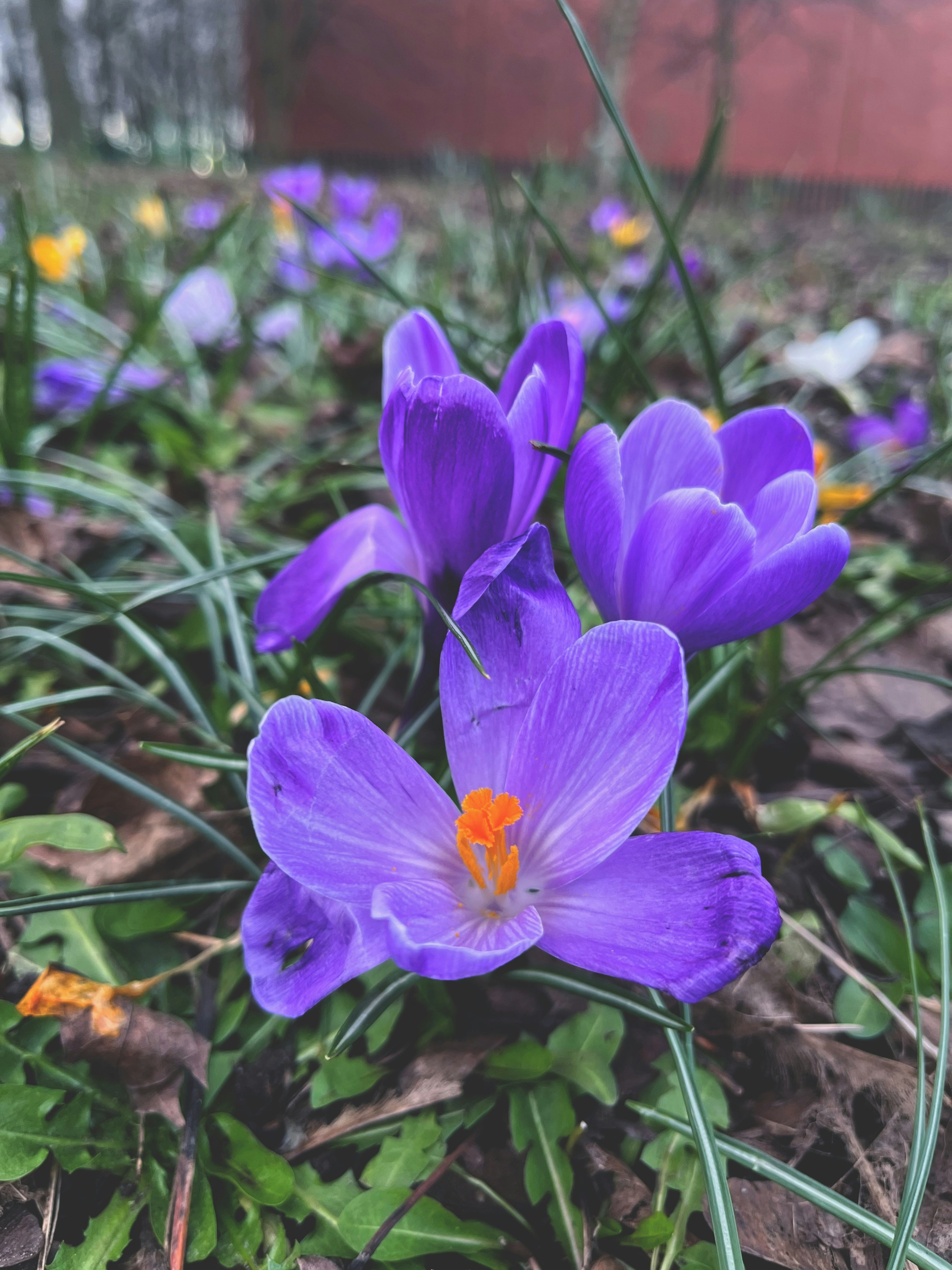 Un bouquet de fleurs violettes qui sont dans l’herbe photo – Photo ...