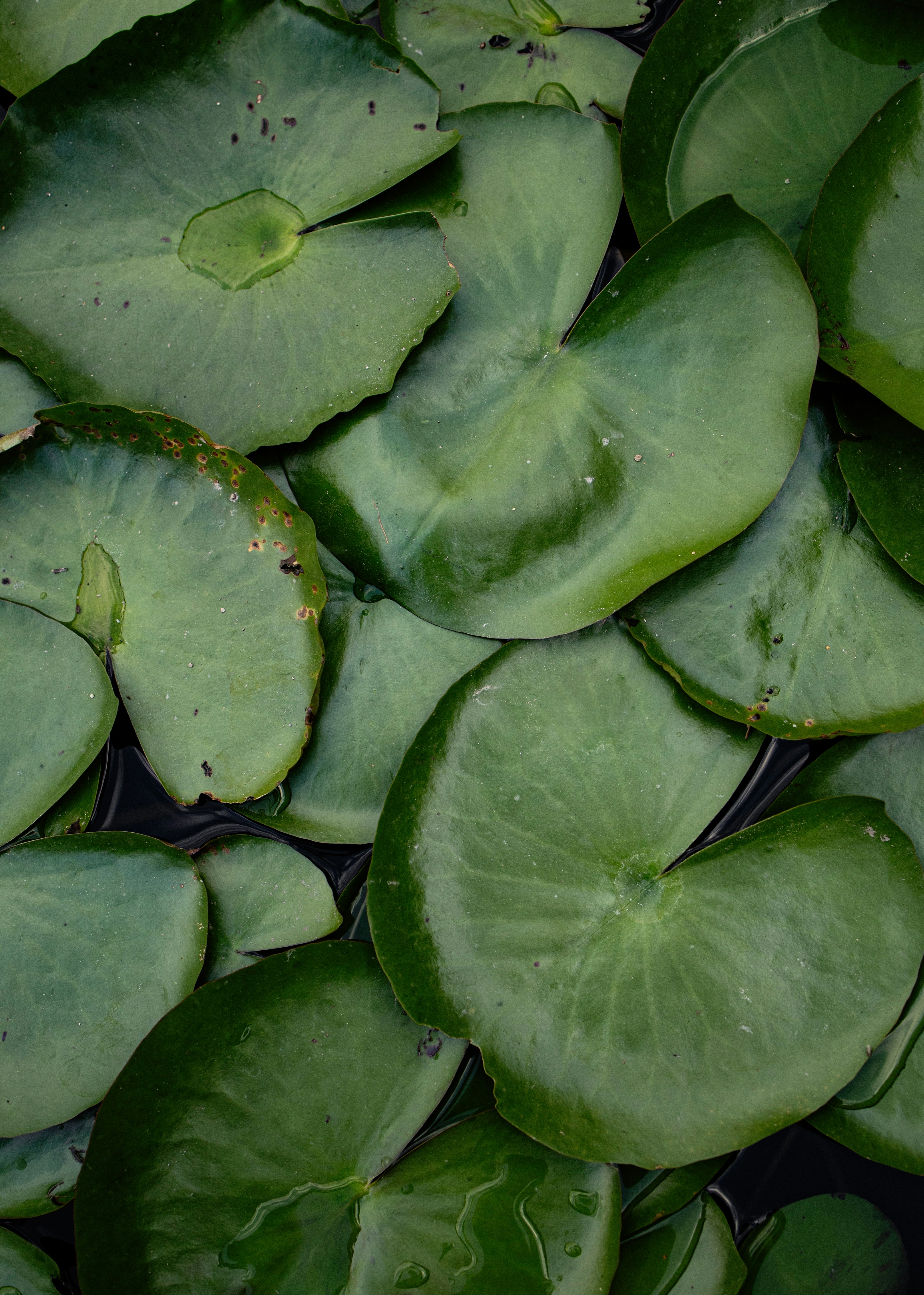 Green | 100+ best free photos on Unsplash
